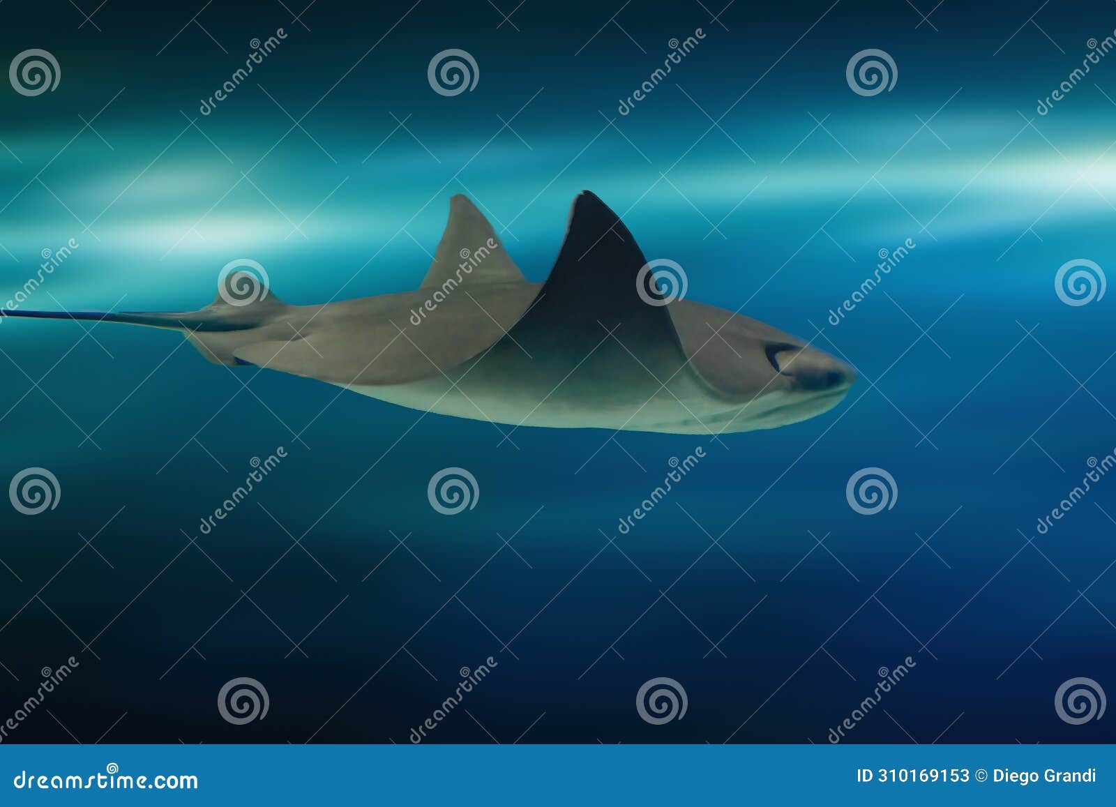 Common Eagle Ray stock image. Image of beautiful, myliobatis - 310169153
