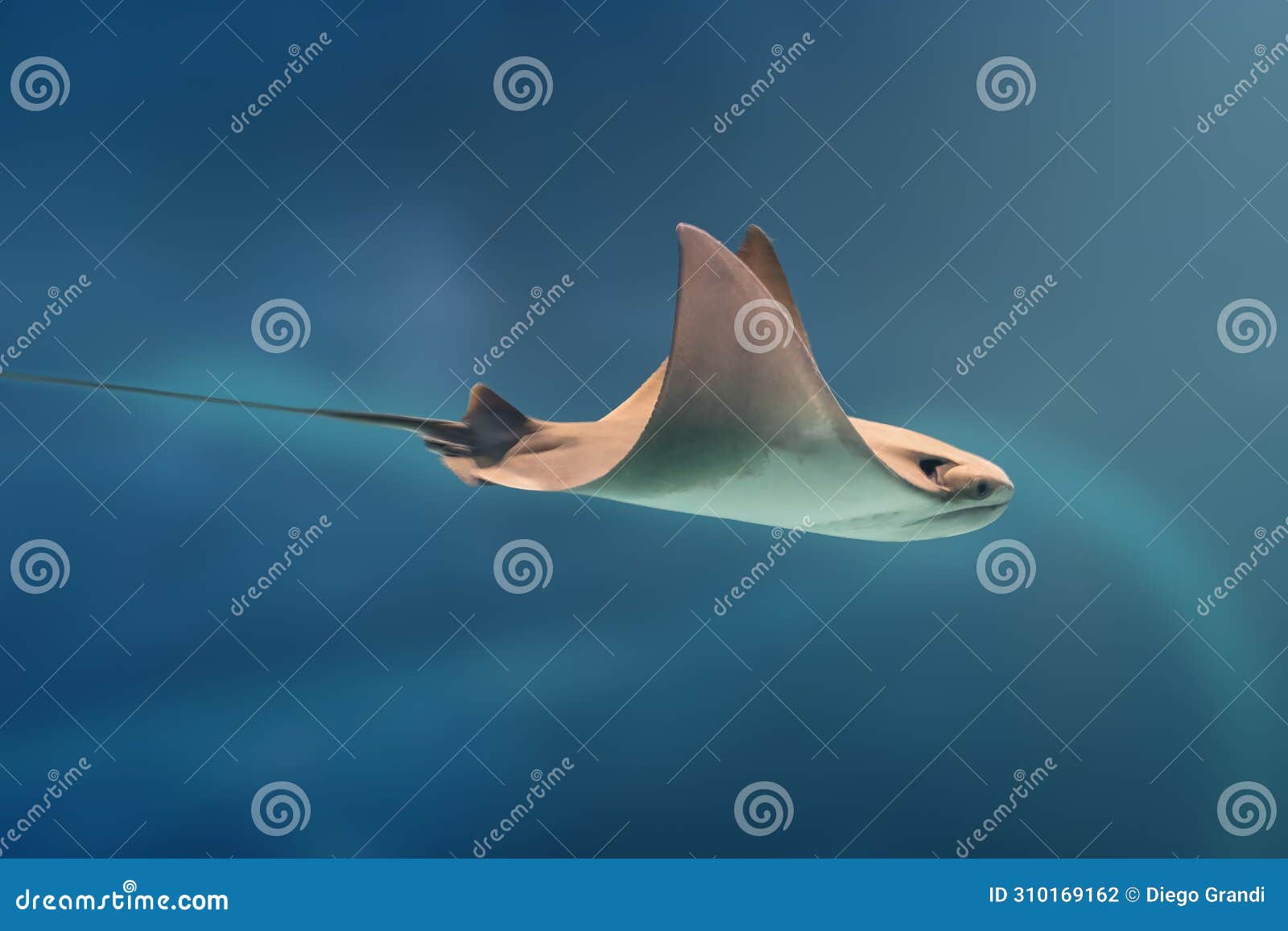 Common Eagle Ray stock photo. Image of animal, ecology - 310169162