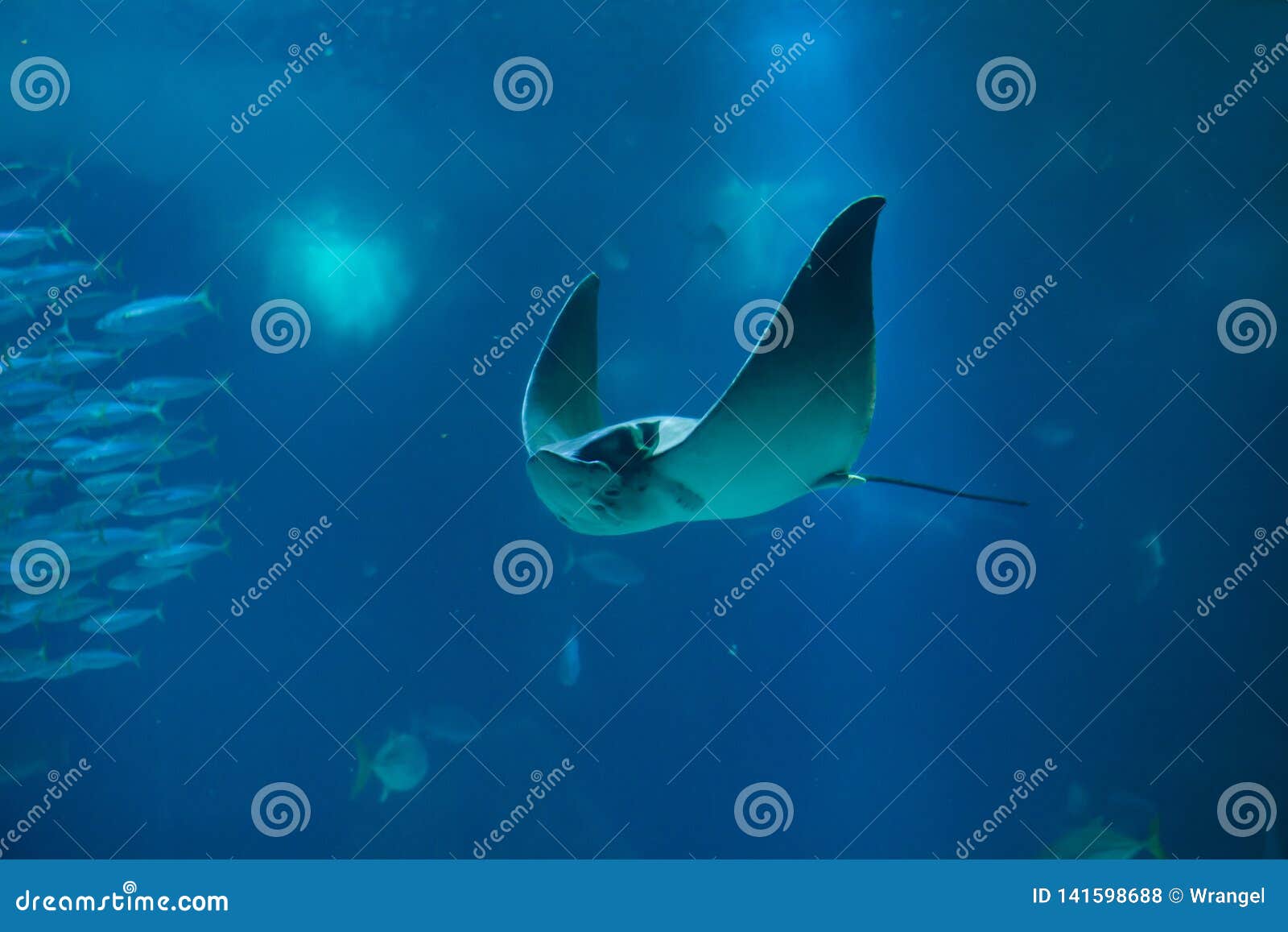 Common Eagle Ray Myliobatis Aquila Stock Photo - Image of south ...