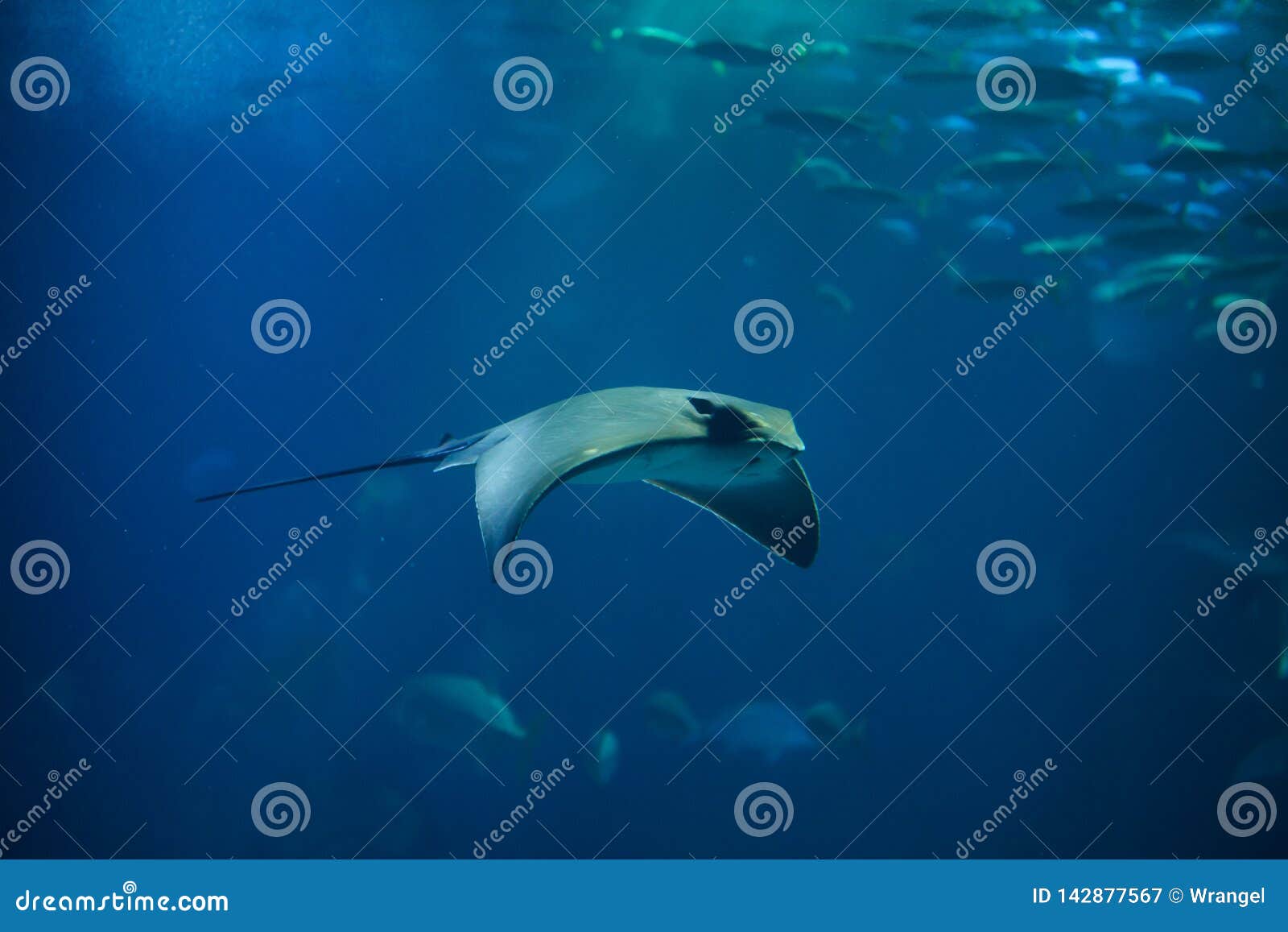 Common Eagle Ray Myliobatis Aquila Stock Image - Image of marine, sting ...