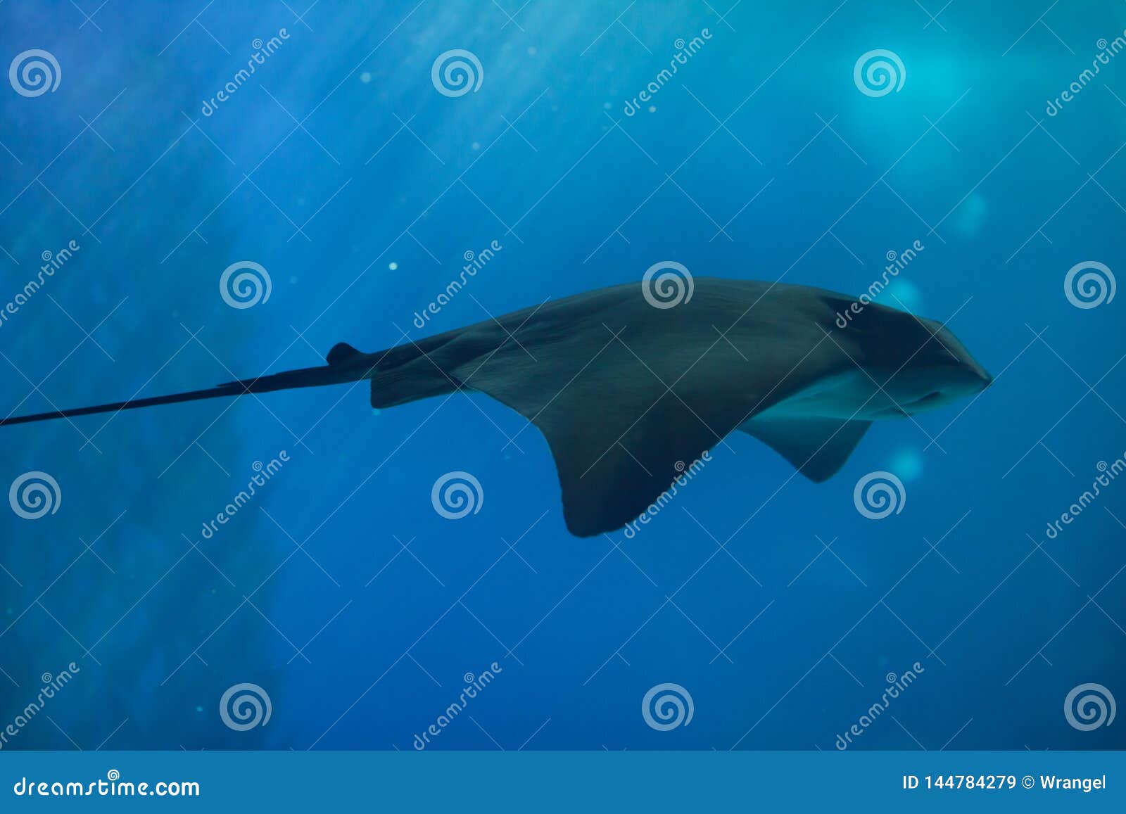 Common Eagle Ray Myliobatis Aquila Stock Image - Image of marine ...