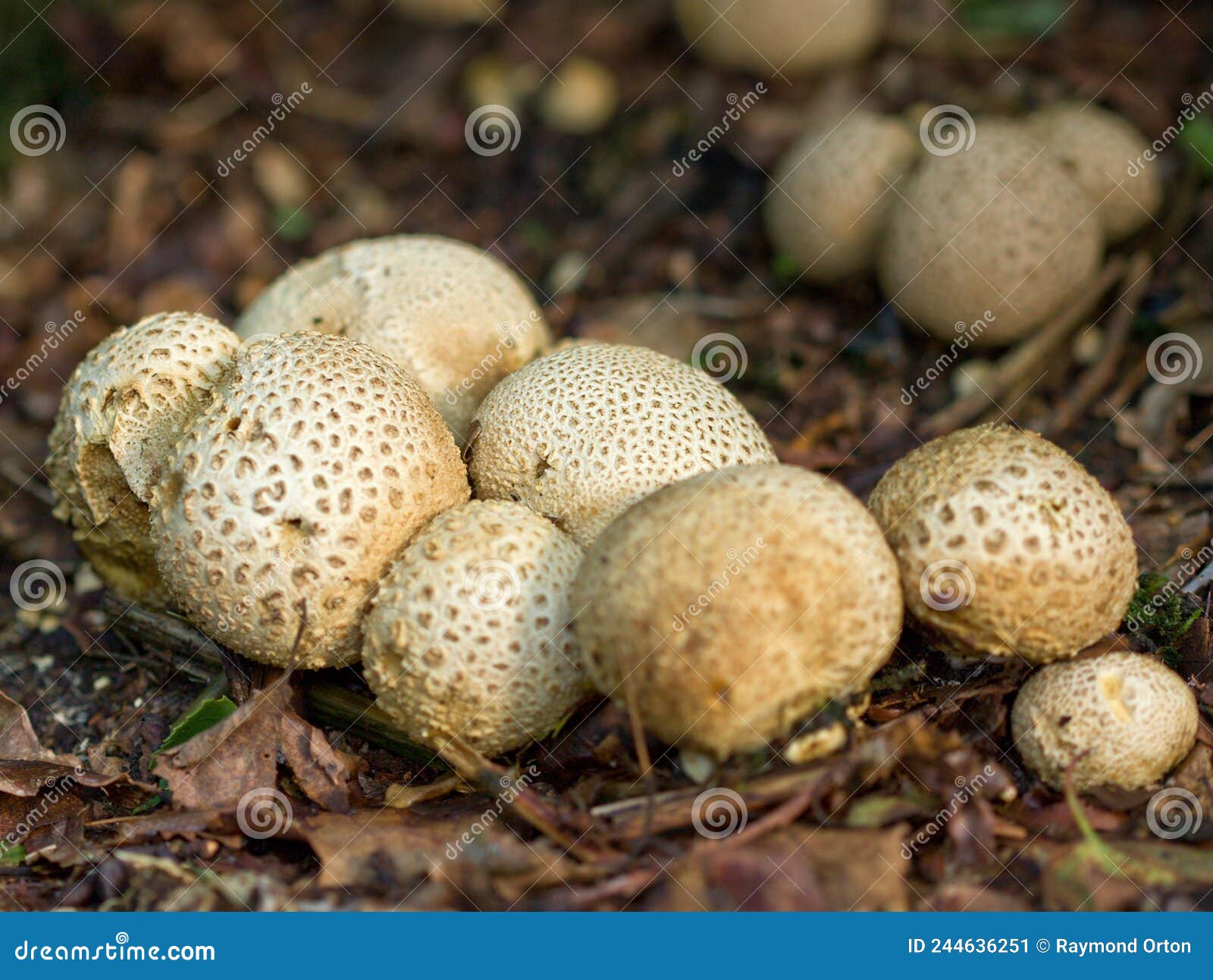 Common Earth Ball Scleroderma Citrinum Stock Image - Image of ball ...