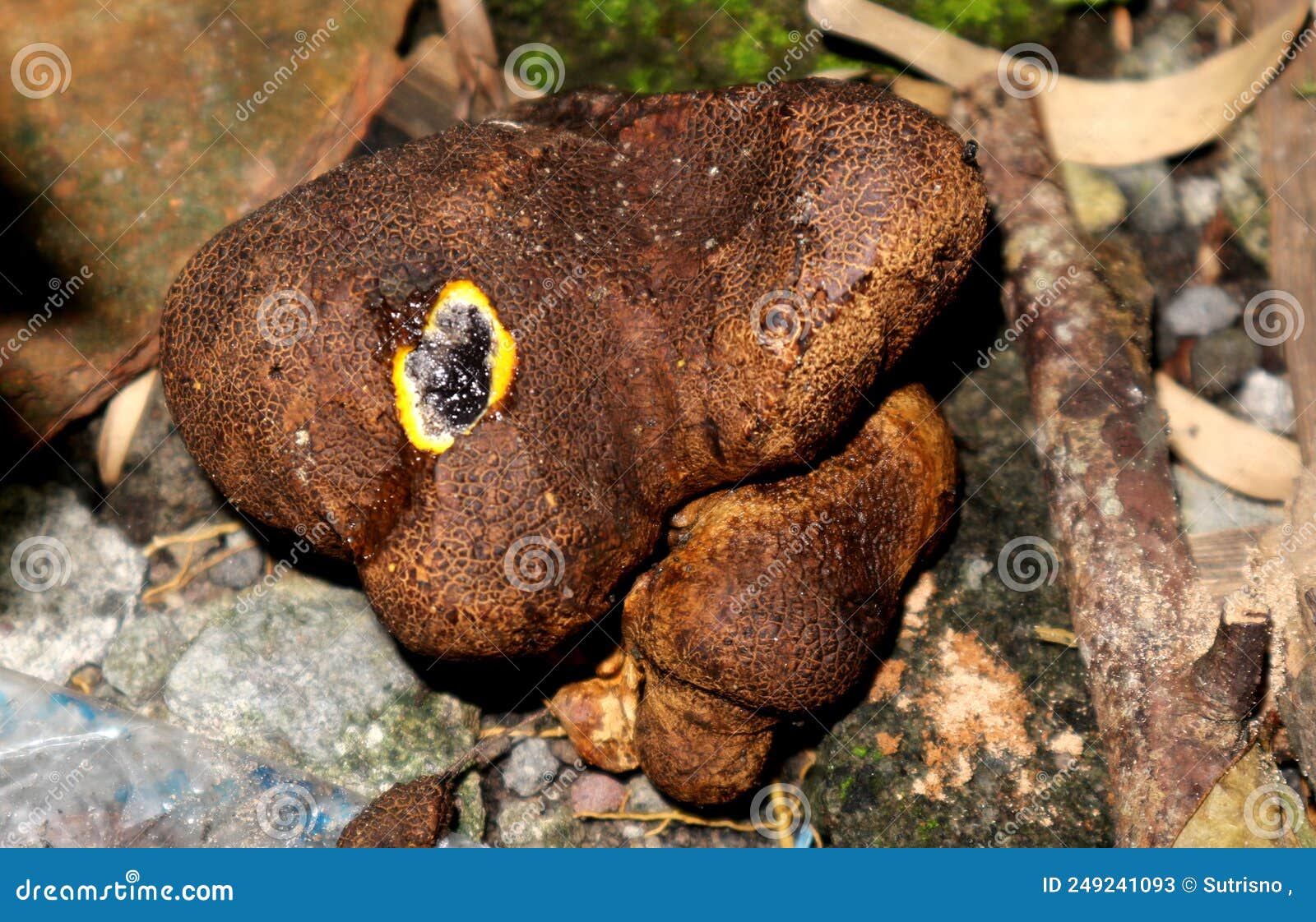Common Earth Ball Scleroderma Citrium Mushrooms. Common Earthball ...