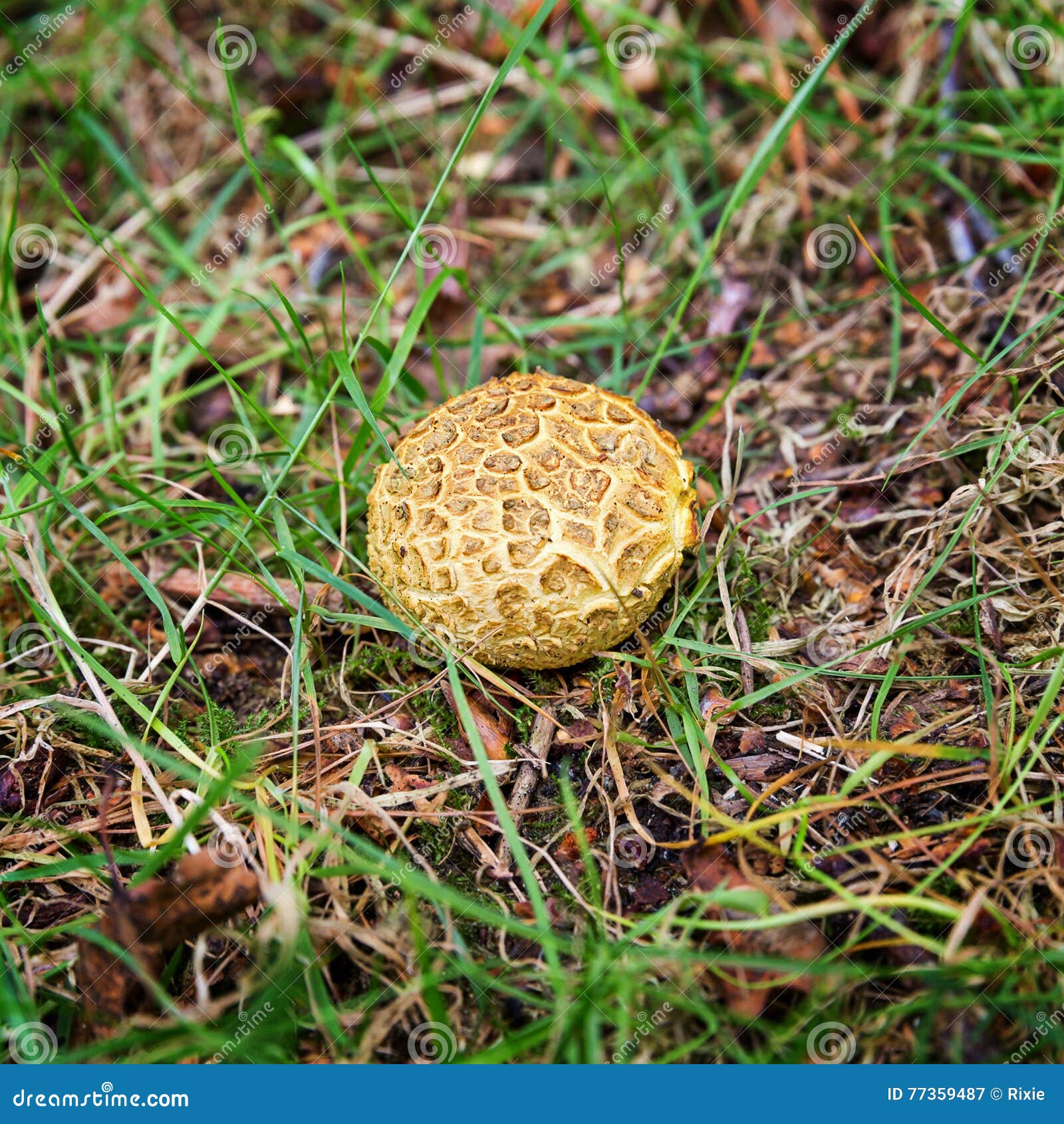 Common earthball stock image. Image of poisonous, outdoors - 77359487