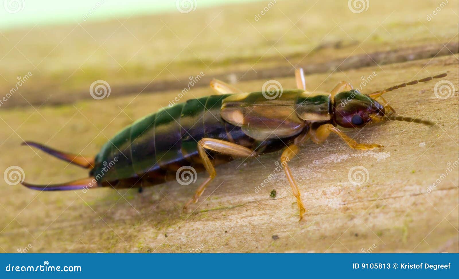 Common Earwig (Forficula Auricularia) Eating Pollen Royalty-Free Stock ...