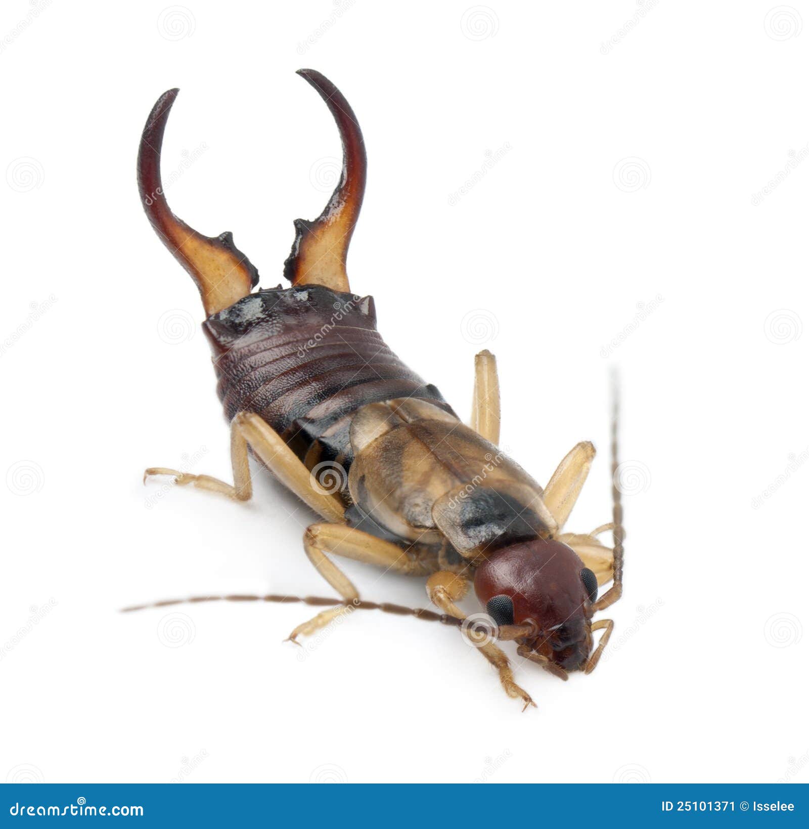Common Earwig (Forficula Auricularia) Eating Pollen Royalty-Free Stock ...