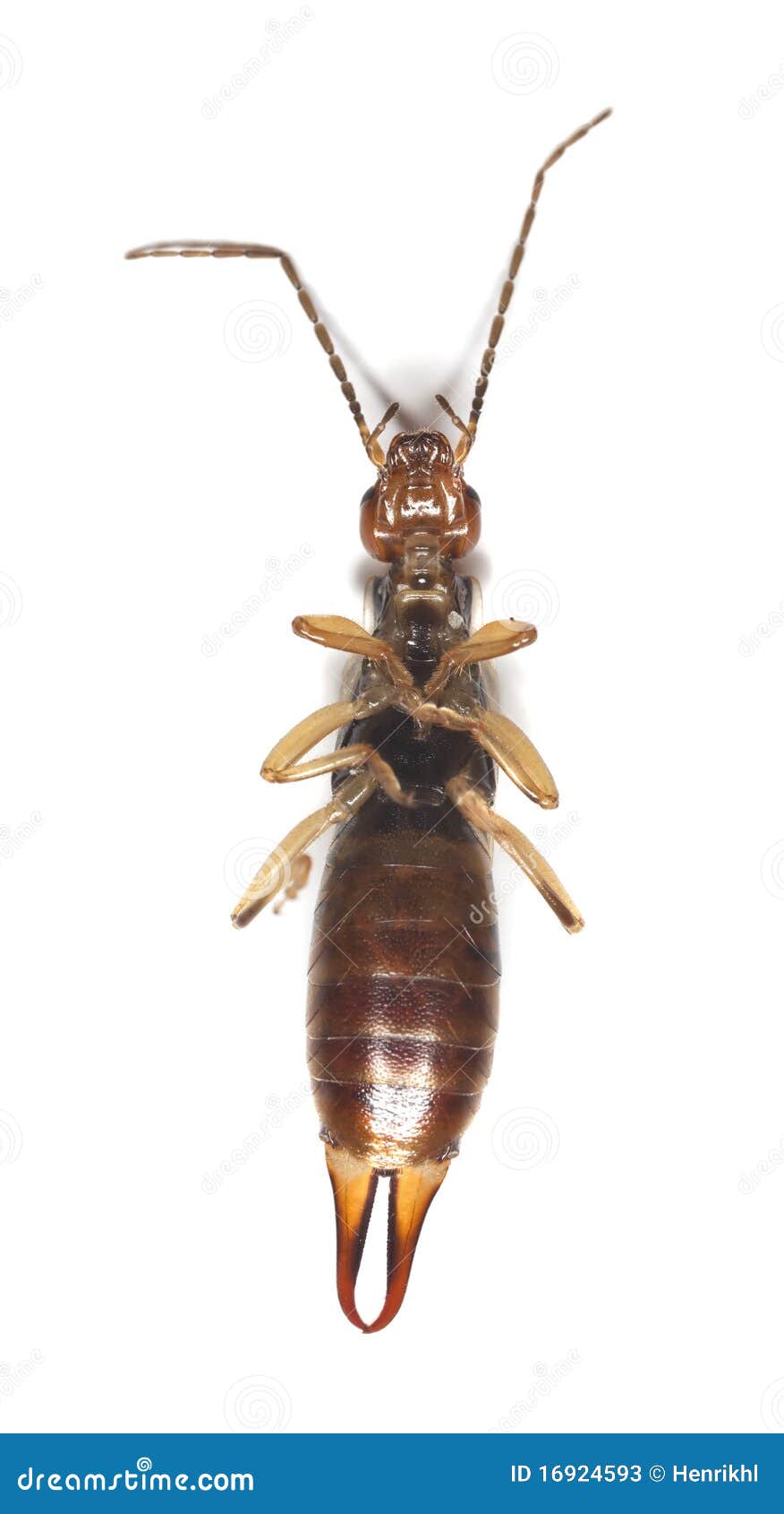 Common Earwig (Forficula Auricularia) Eating Pollen Royalty-Free Stock ...
