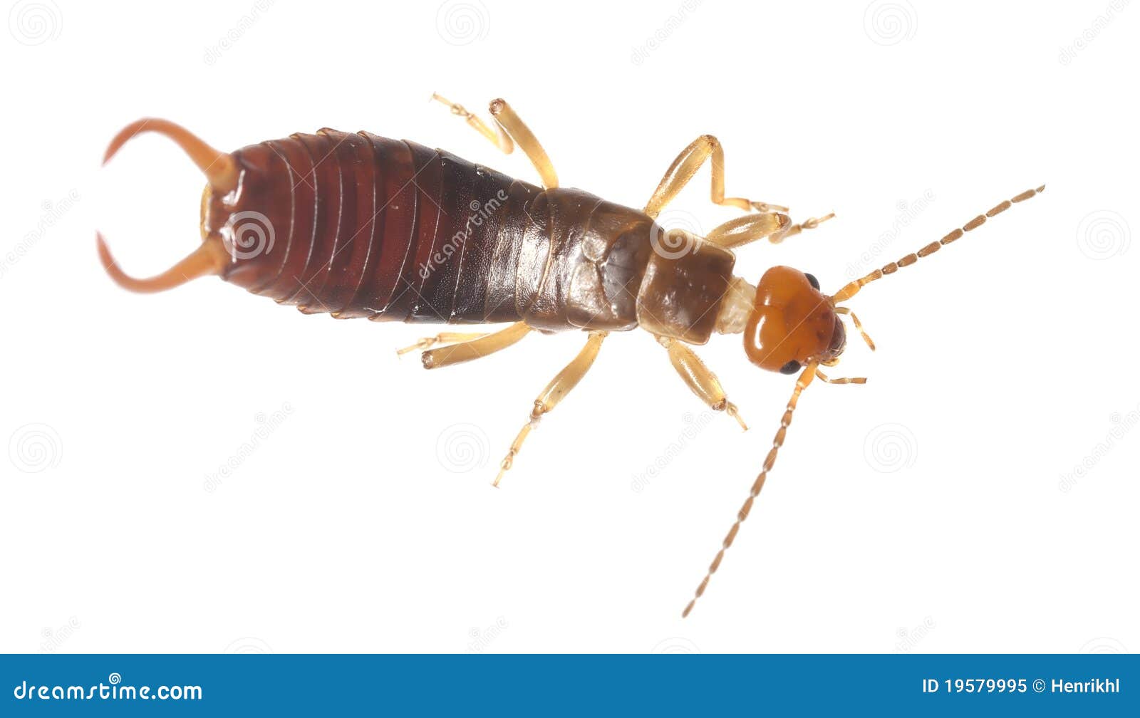 Common Earwig (Forficula Auricularia) Stock Image - Image of hexapoda ...