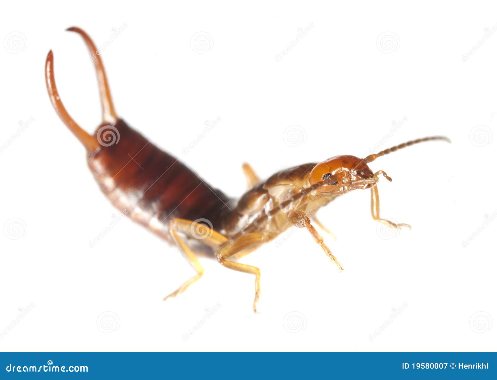 Common Earwig, Forficula Auricularia, Underside Of Male Dermaptera ...