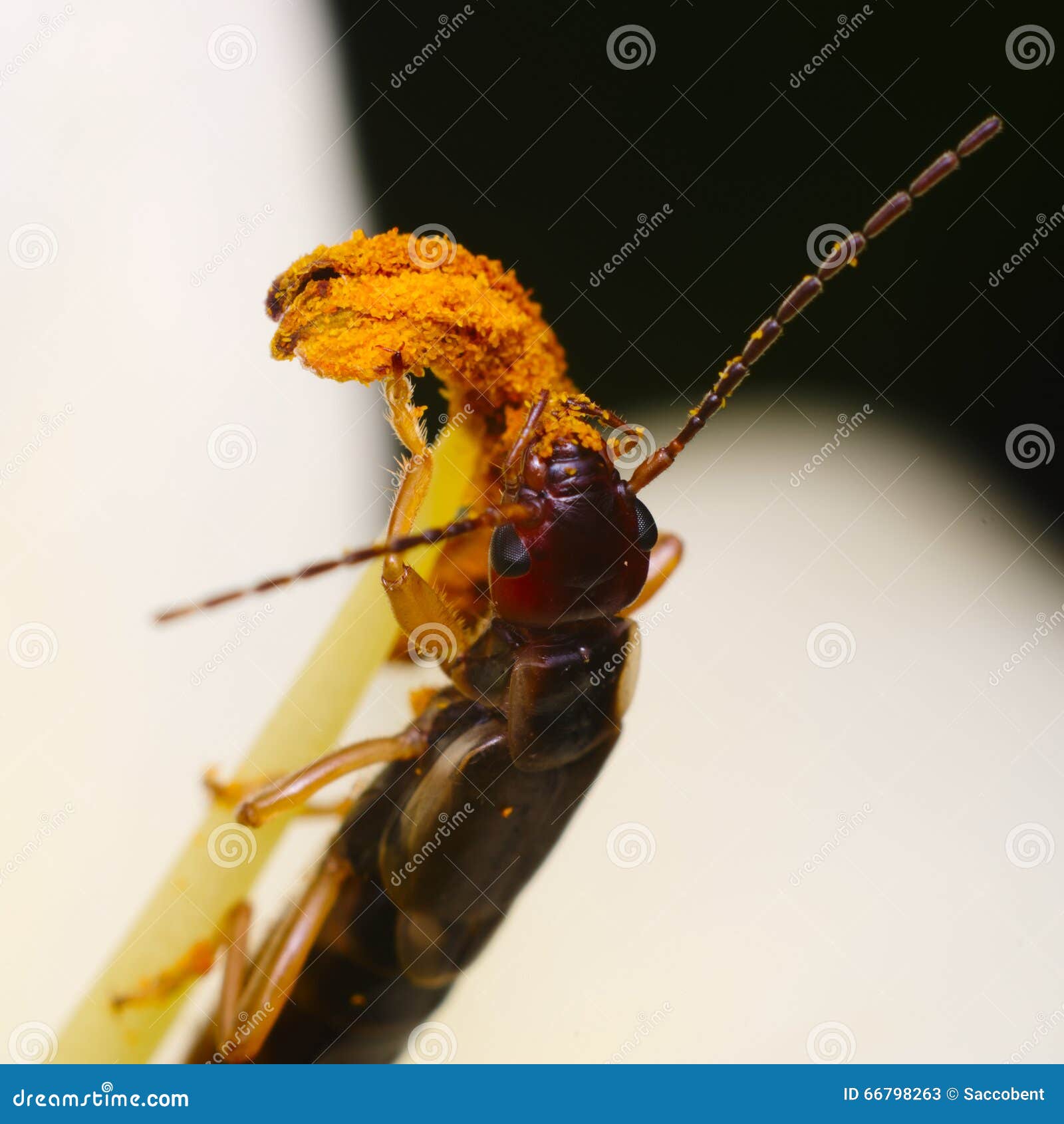 Common Earwig (Forficula Auricularia) Eating Pollen Stock Image - Image ...