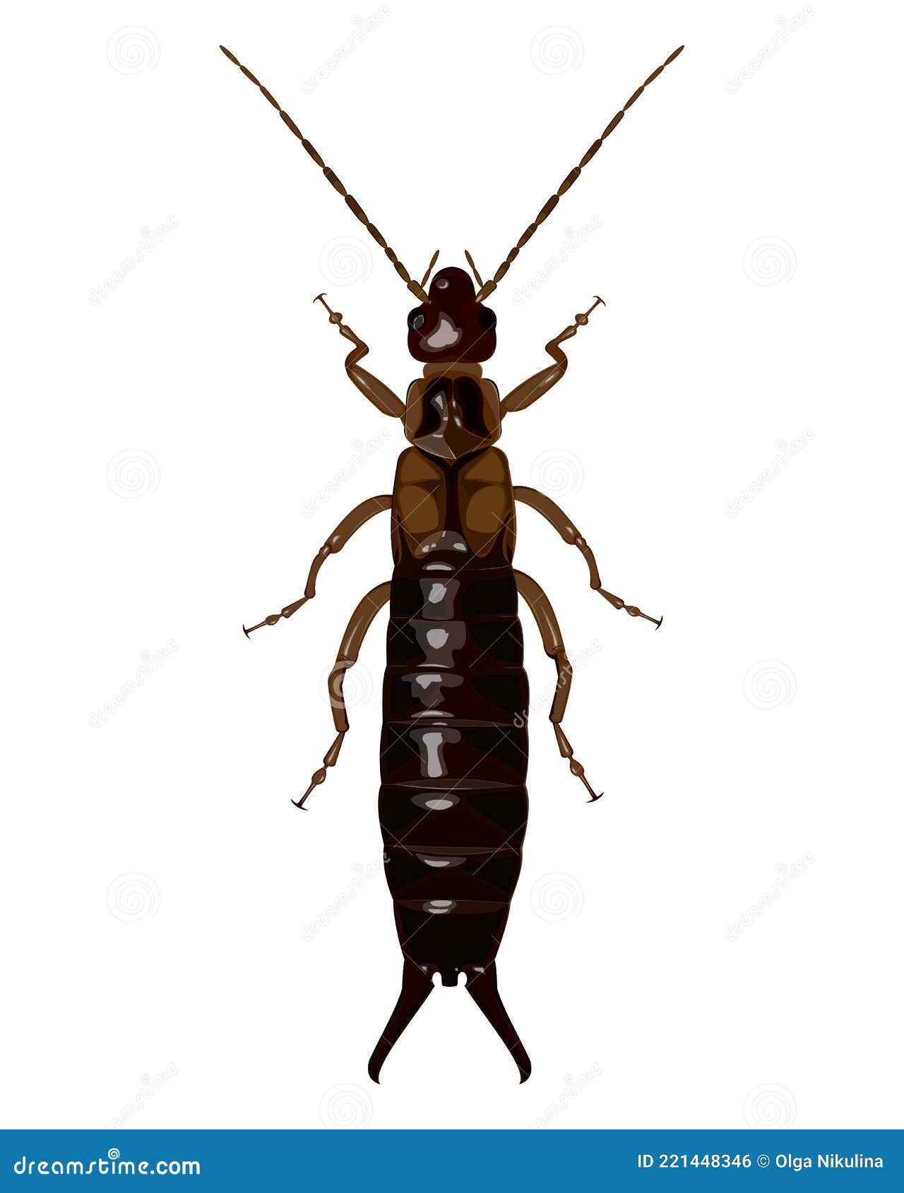Common Earwig Vector Illustration | CartoonDealer.com #221448346