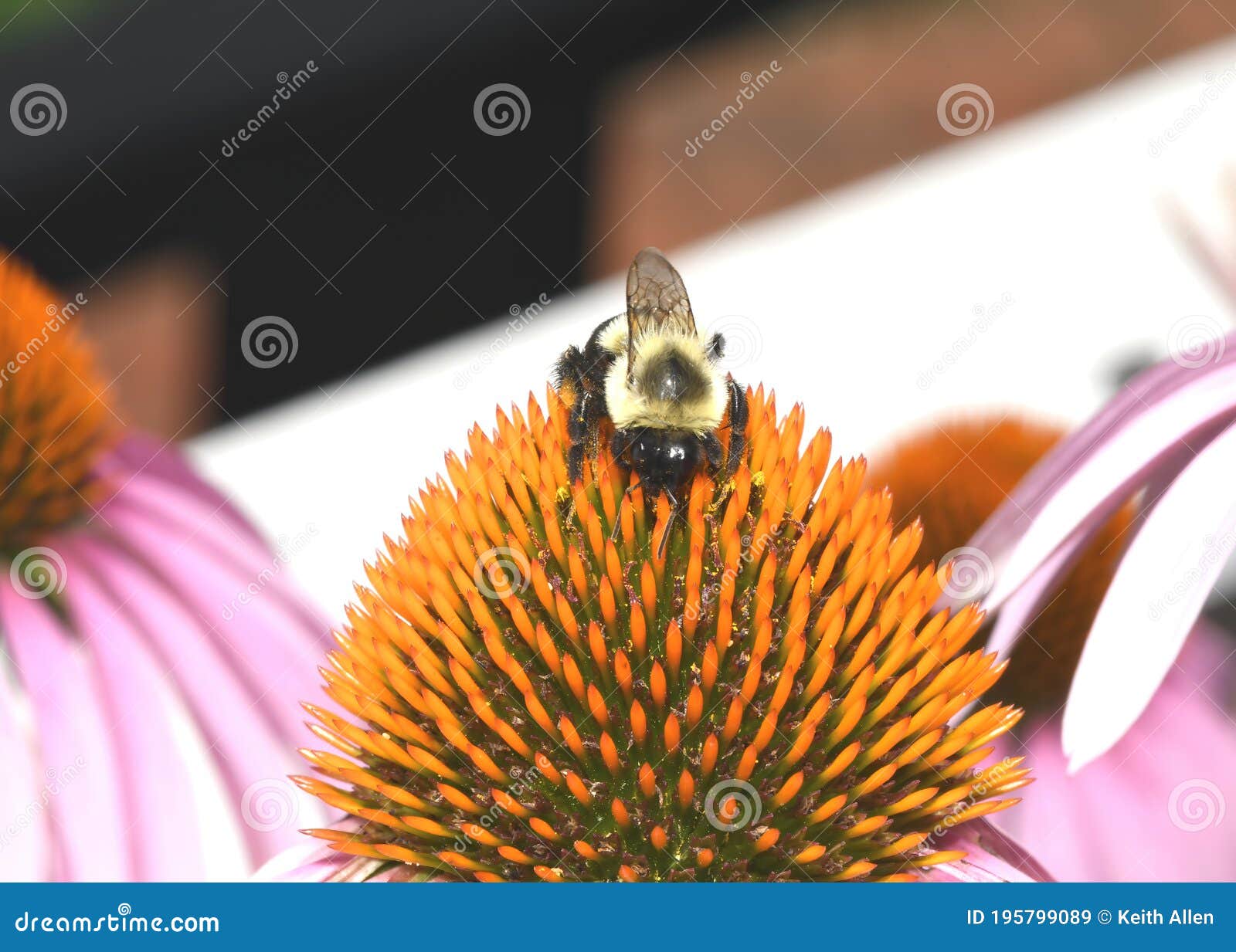 Common Eastern Bumble Bee On Mexican Sunflower Royalty-Free Stock Image ...