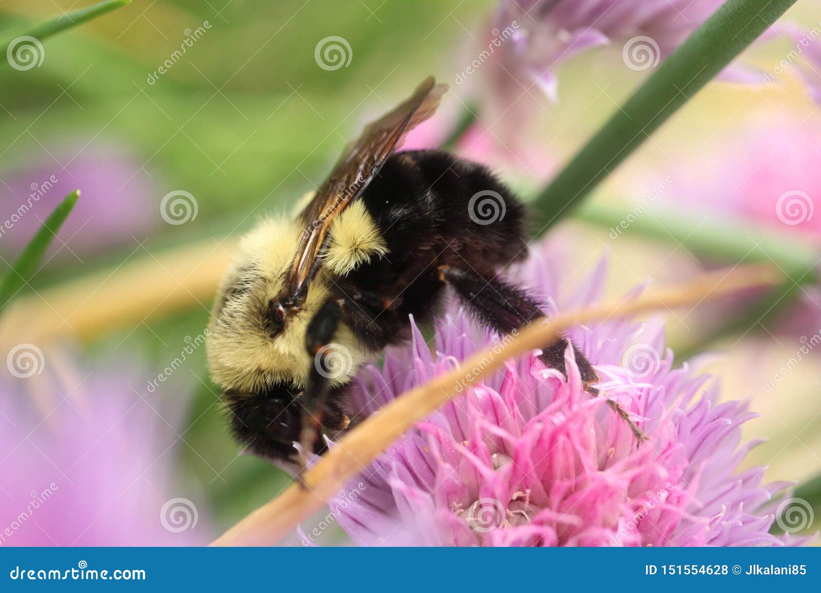 Common Eastern Bumble Bee Exploring the Possibilities in a Chive ...