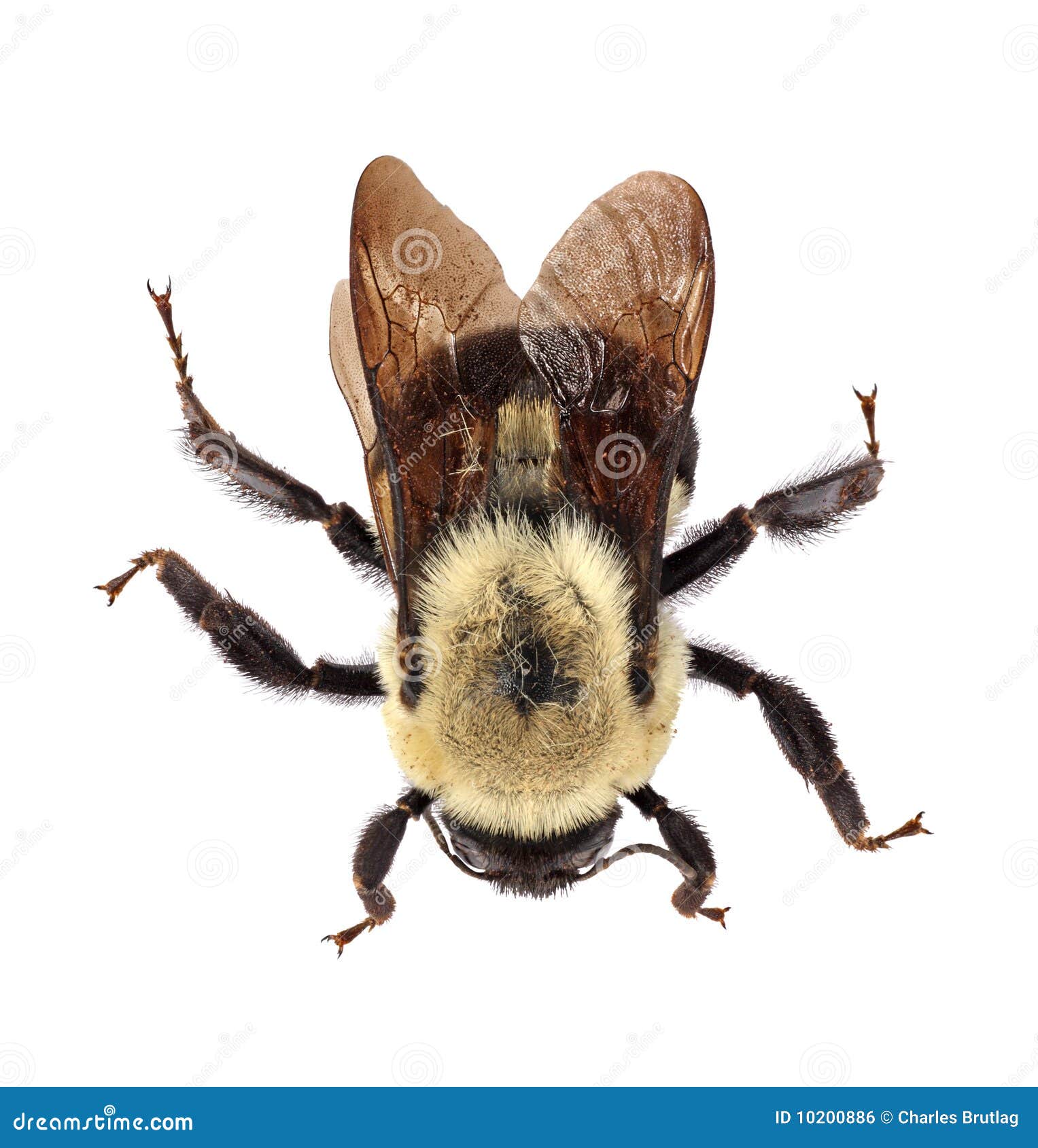 Common Eastern Bumblebee (Bombus Impatiens) Stock Photo - Image of ...