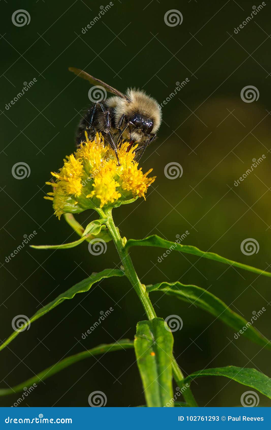 Common Eastern Bumble Bee - Bombus Impatiens Stock Image - Image of ...