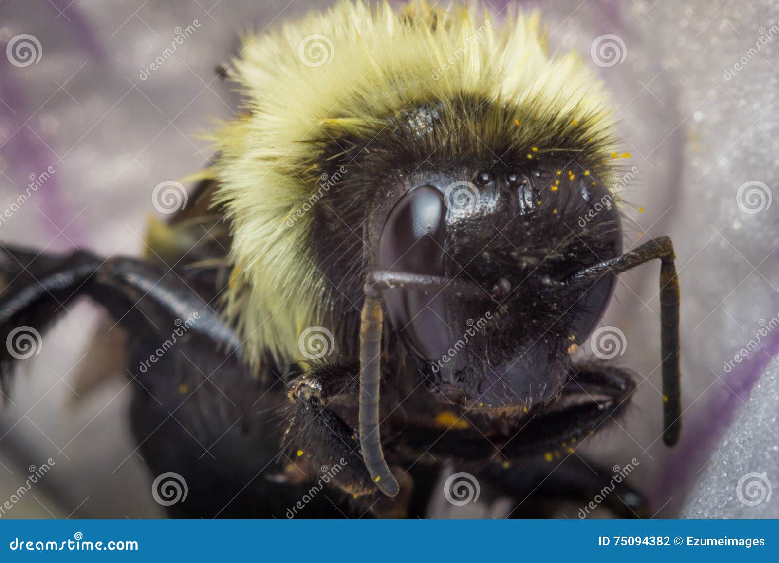 Common Eastern Bumblebee stock photo. Image of bumblebee - 75094382