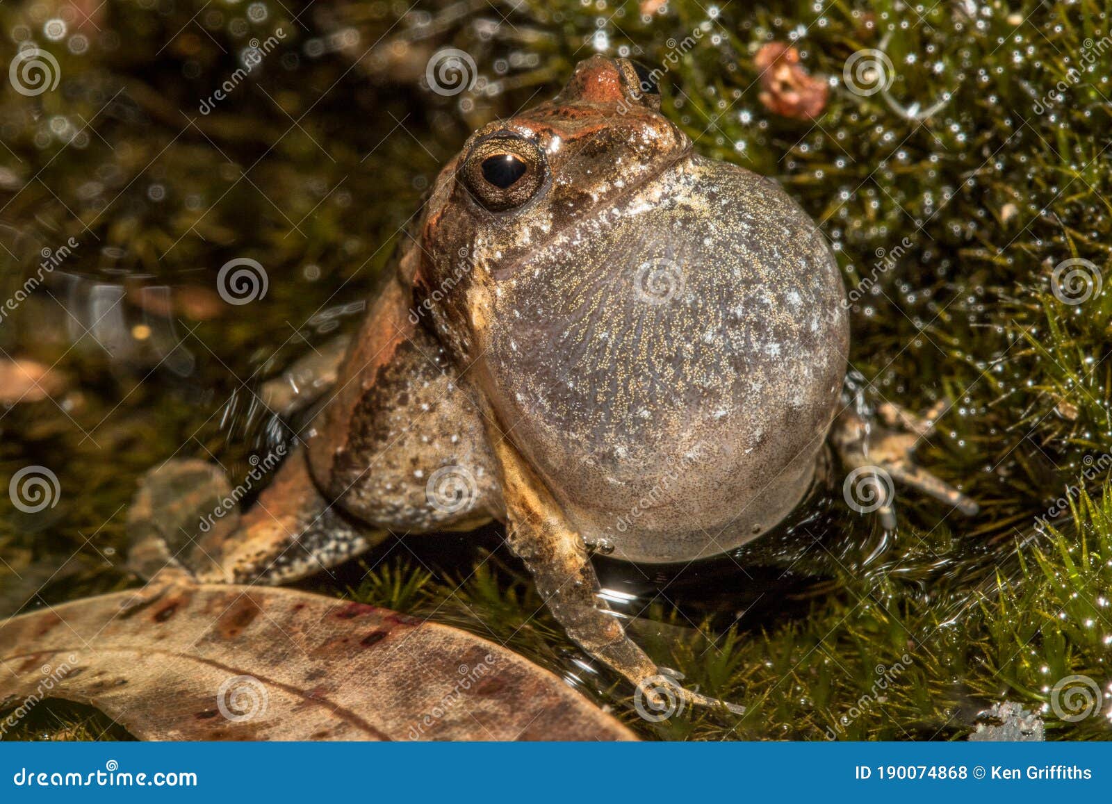 Common Eastern Froglet stock photo. Image of crinia - 190074868