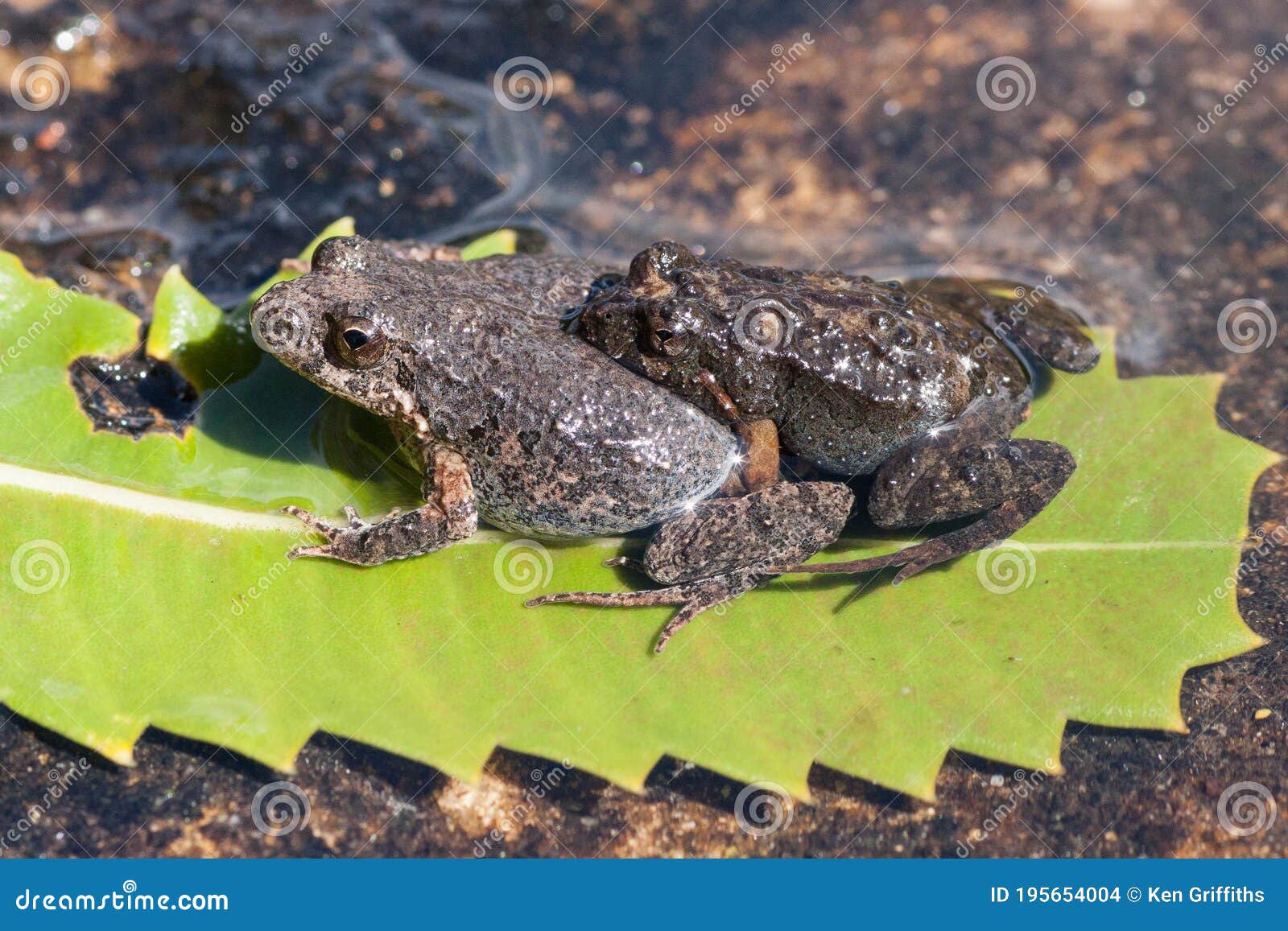 Common Eastern Froglets stock photo. Image of nature - 195654004