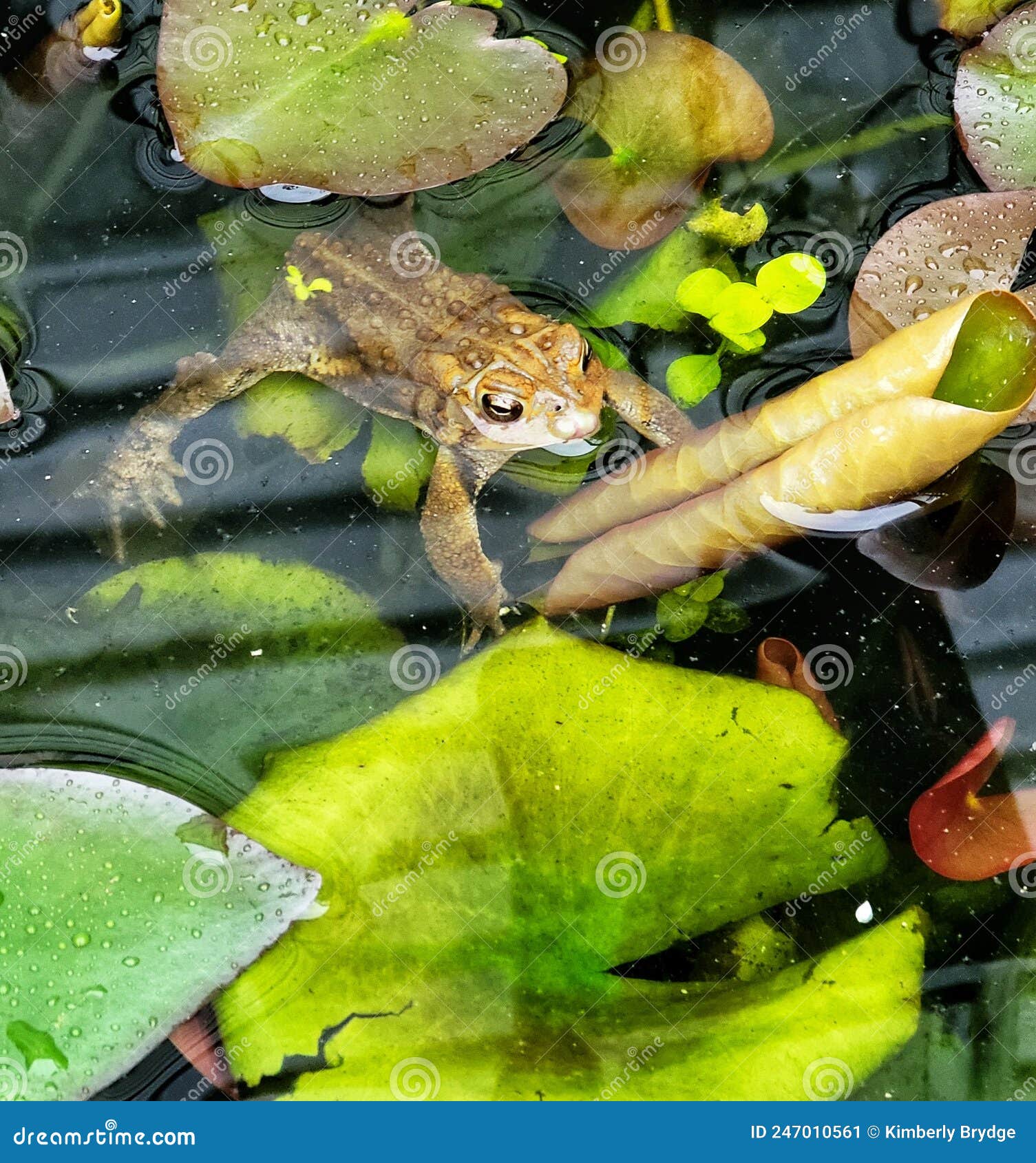 A Common Eastern Toad Playing in the L Stock Image - Image of produce ...
