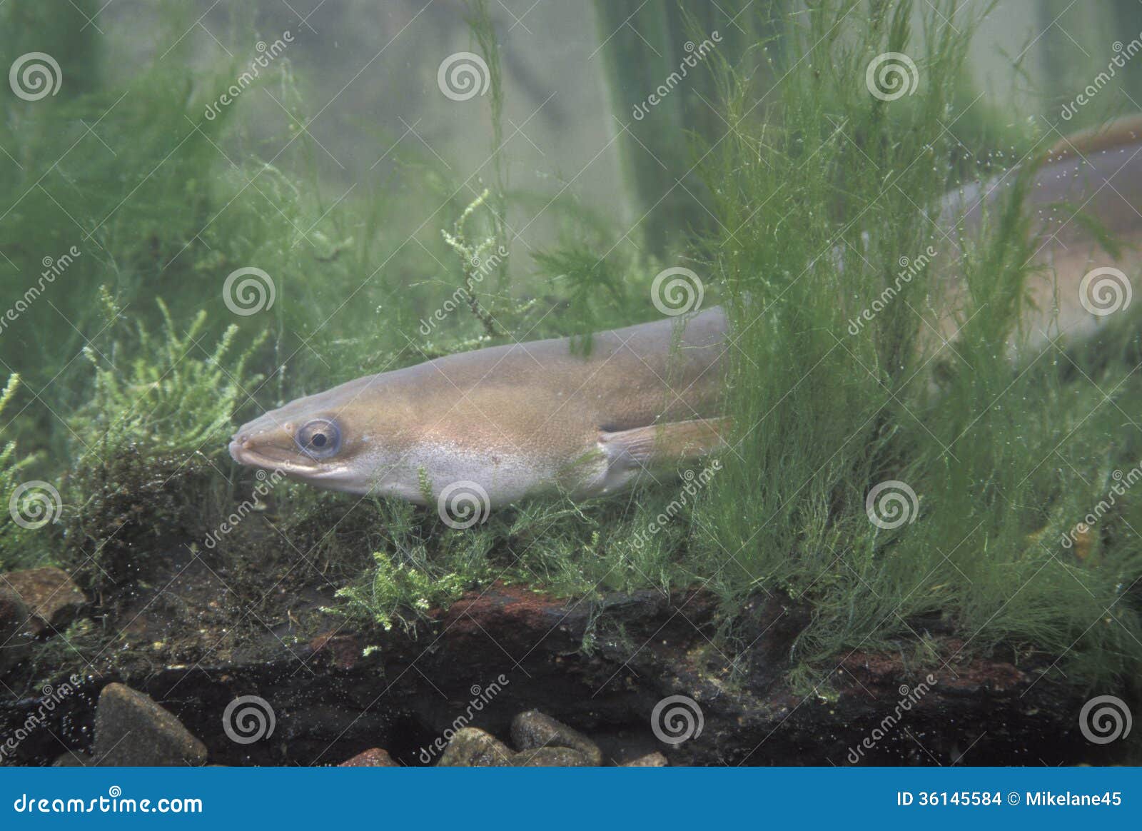 Common Eel, Anguilla Anguilla Stock Photo - Image of british, britain ...