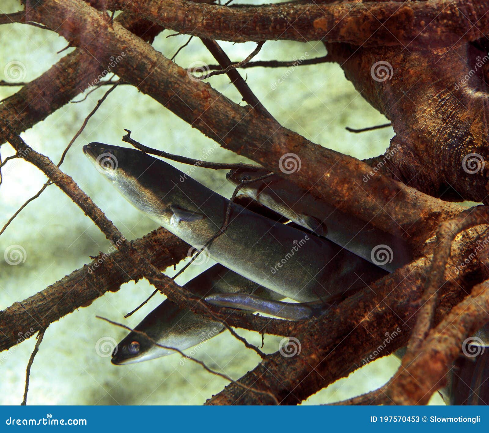 Common Eel or European Eel, Anguilla Anguilla Stock Image - Image of ...