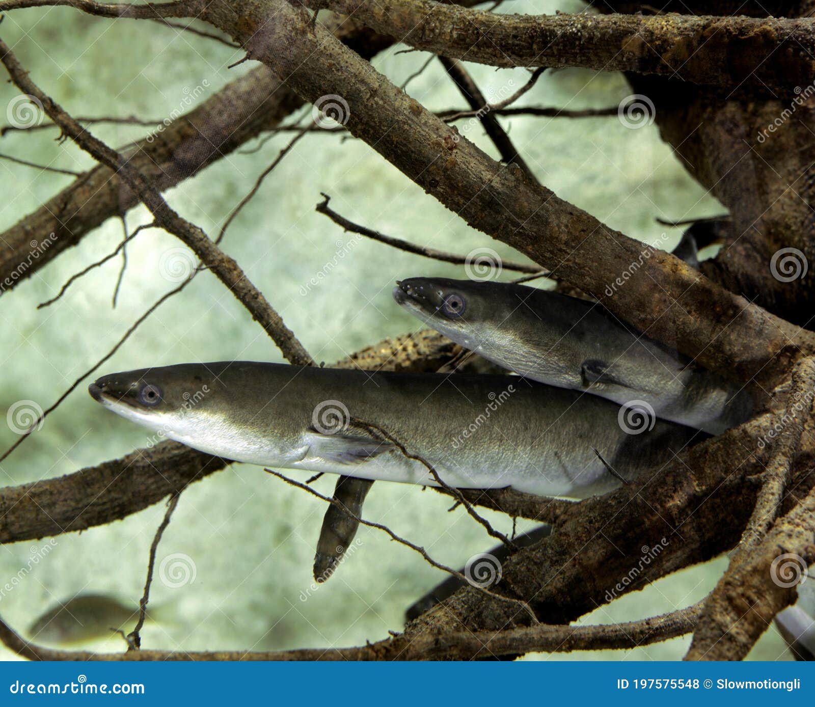 Common Eel or European Eel, Anguilla Anguilla Stock Photo - Image of common, freshwater: 197575548