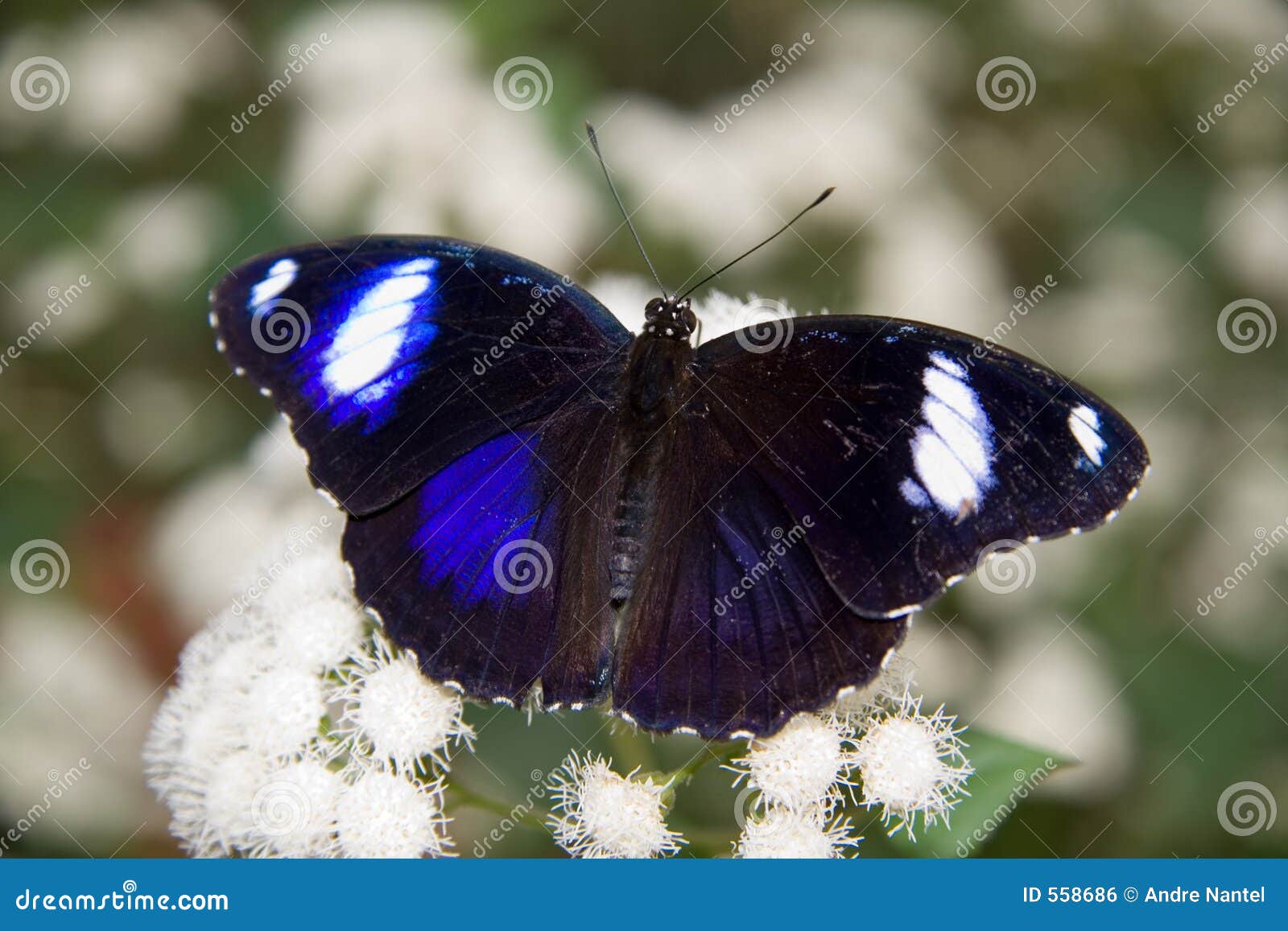 Common Eggfly Butterfly stock photo. Image of butterfly - 558686