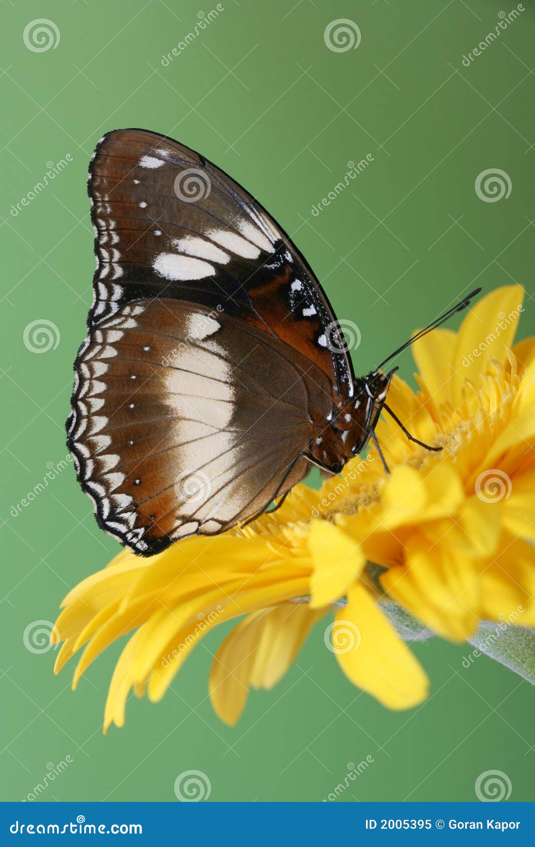 Common Eggfly Butterfly with Closed Wings Stock Image - Image of insect ...