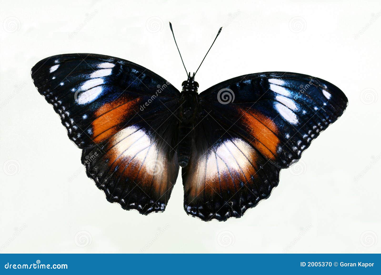 Common Eggfly Butterfly With Open Wings Stock Photo - Image of antenna ...