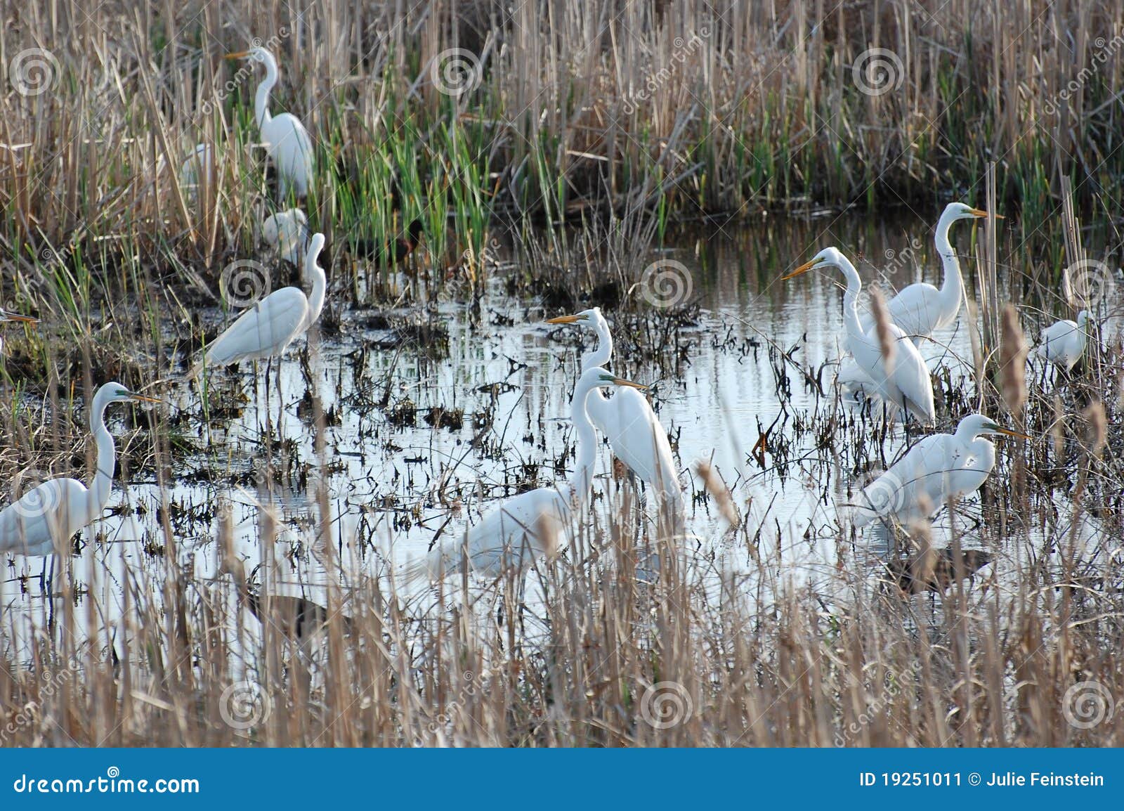 Common Egrets stock image. Image of white, plume, bird - 19251011