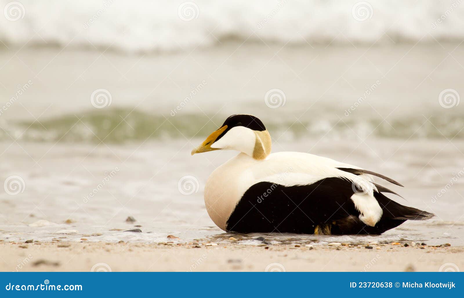 A common eider stock photo. Image of cutout, close, eider - 23720638