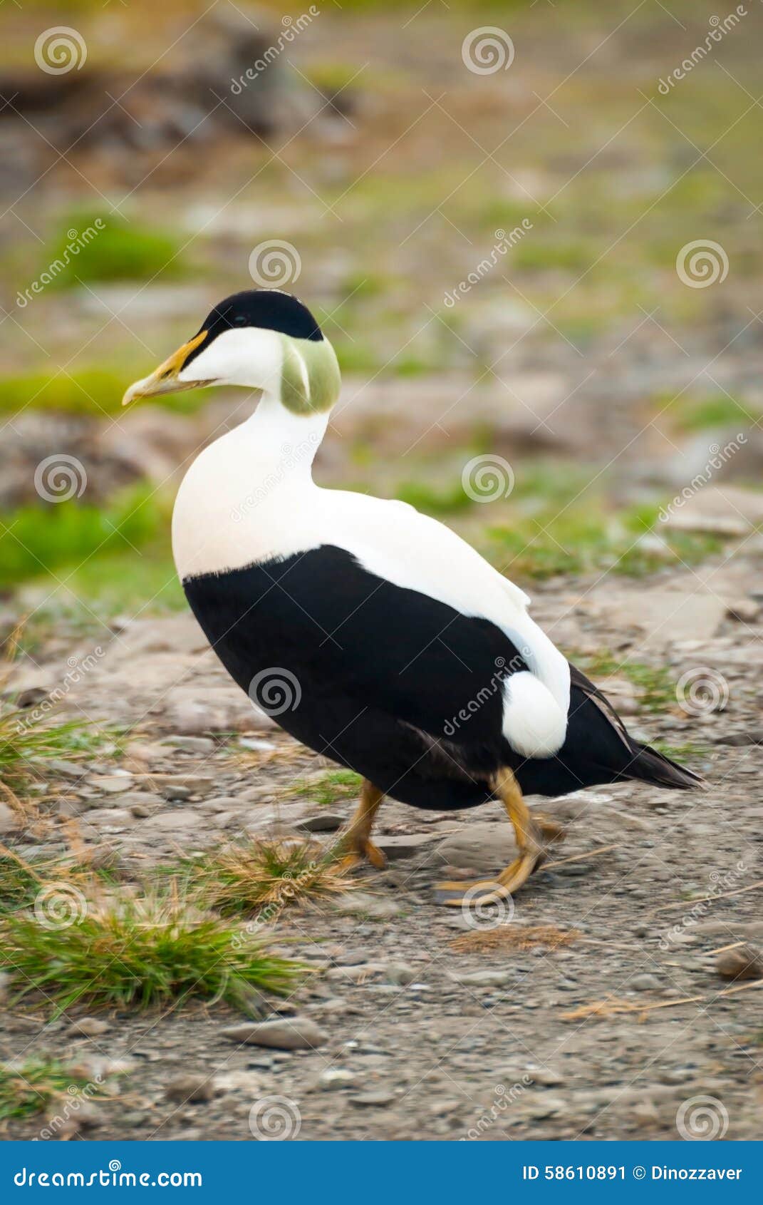 Common eider bird stock image. Image of anatidae, seasonal - 58610891