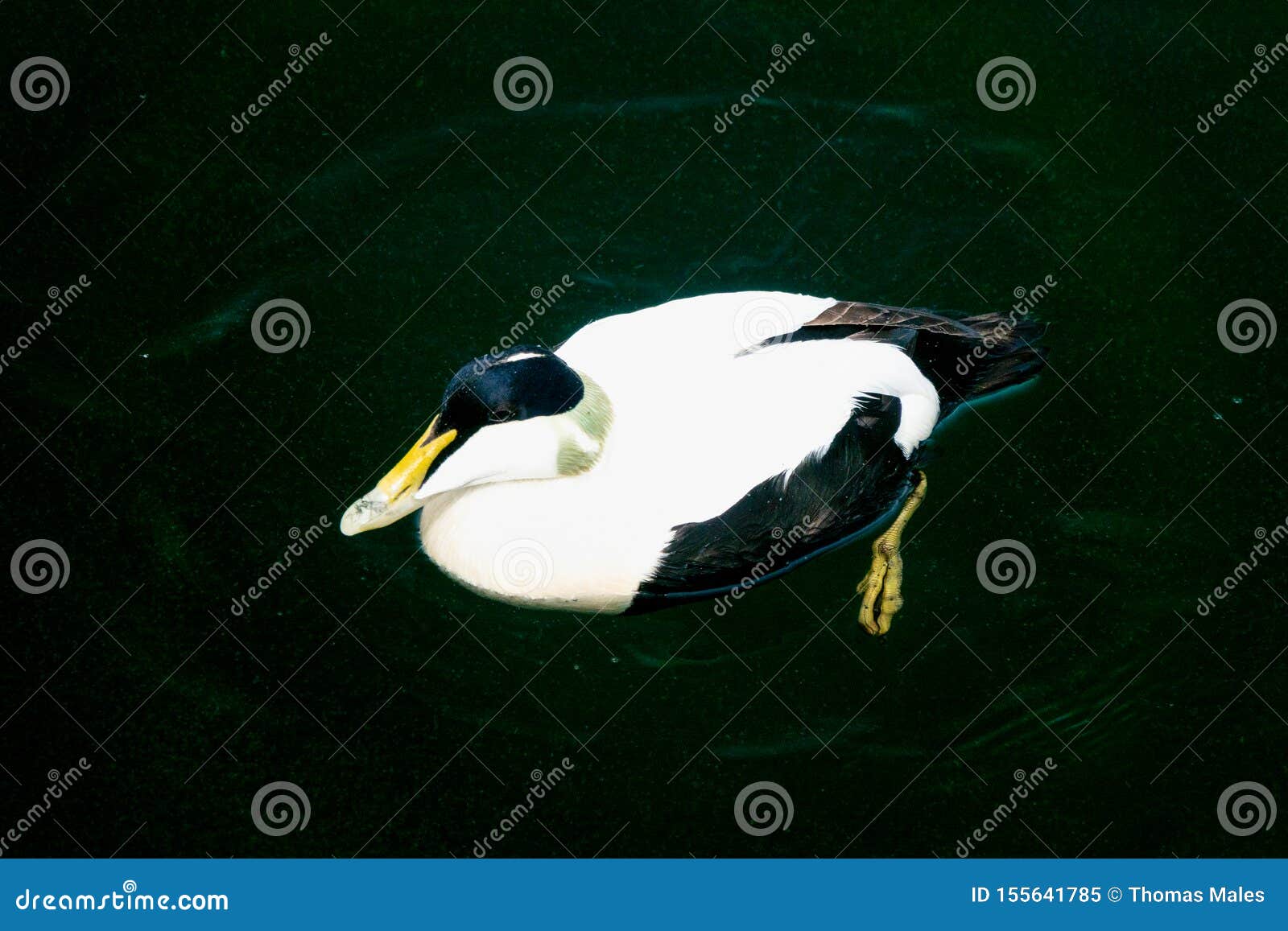 Common Eider stock image. Image of bird, swimming, white - 155641785