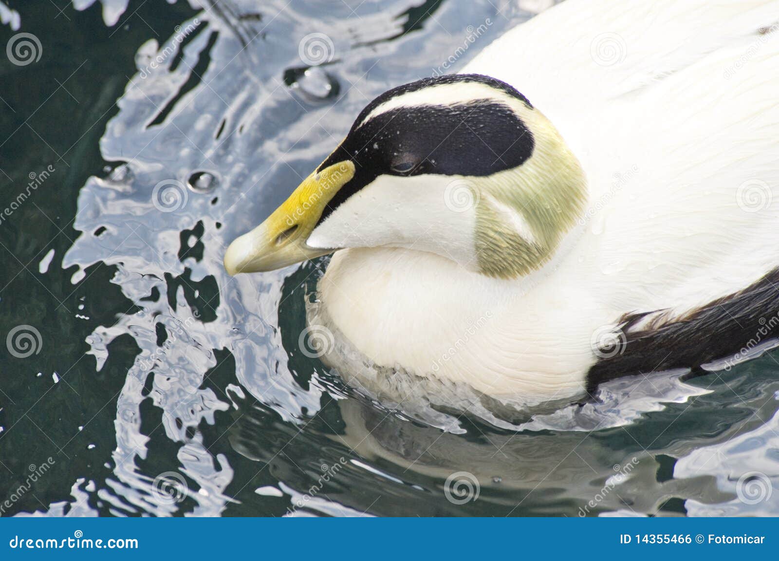 Common Eider Duck stock photo. Image of swimming, common - 14355466