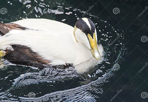 Common Eider Duck stock photo. Image of cuddy, wedge - 14355500