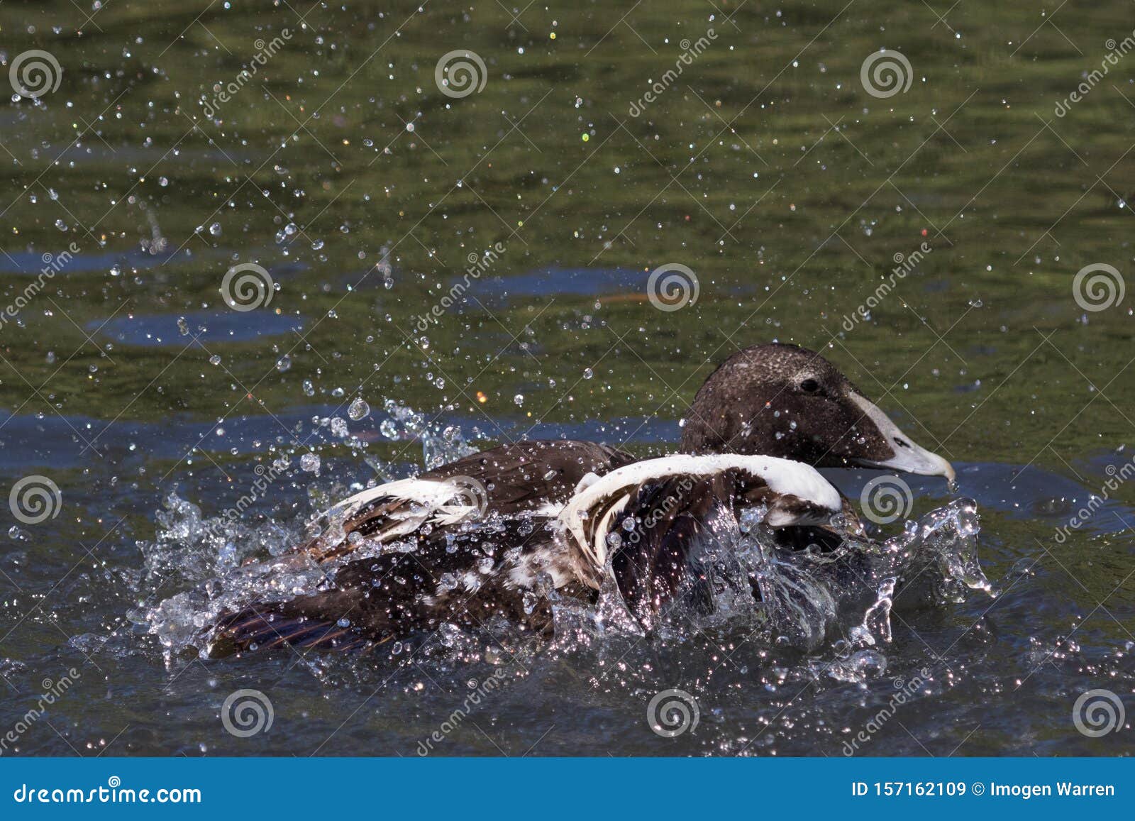 Common Eider Duck in the UK Stock Image - Image of colourful, forehead ...
