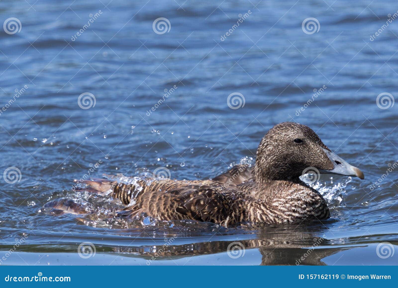 Common Eider Duck in the UK Stock Image - Image of birds, endemic ...