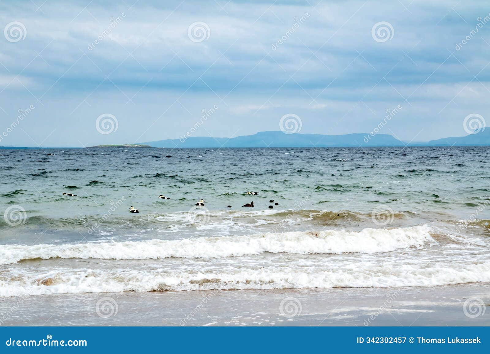 Common Eider Ducks Teaching Their Children on the Atlantic Ocean Stock ...