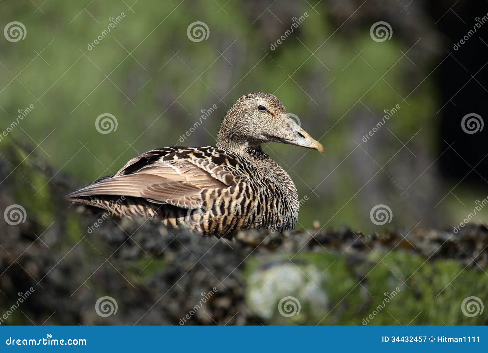 Common Eider stock image. Image of atlantic, animal, eider - 34432457