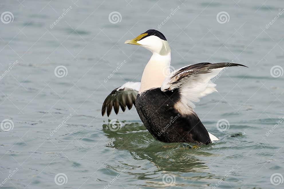 Common Eider flapping stock photo. Image of animals, birds - 46473498