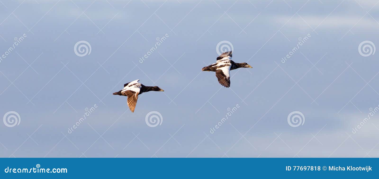 Common Eider flying stock photo. Image of mollissima - 77697818