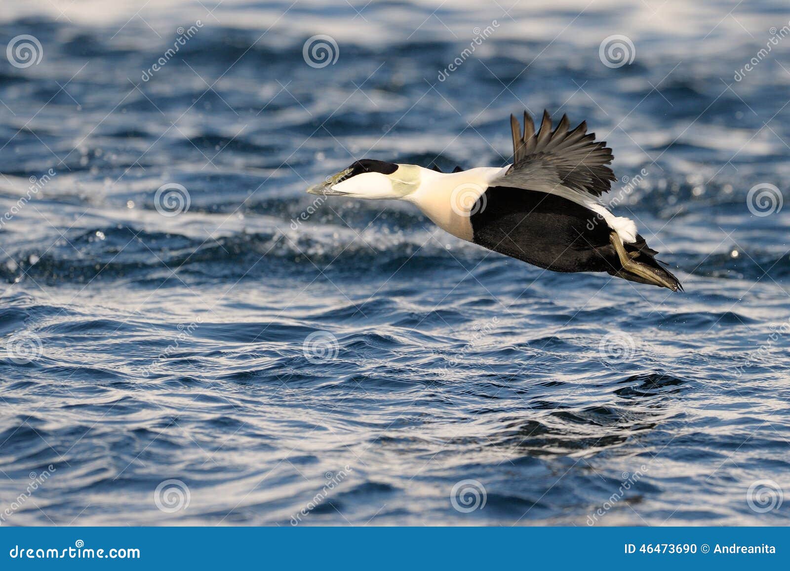Common Eider flying stock photo. Image of eiderduck, male - 46473690
