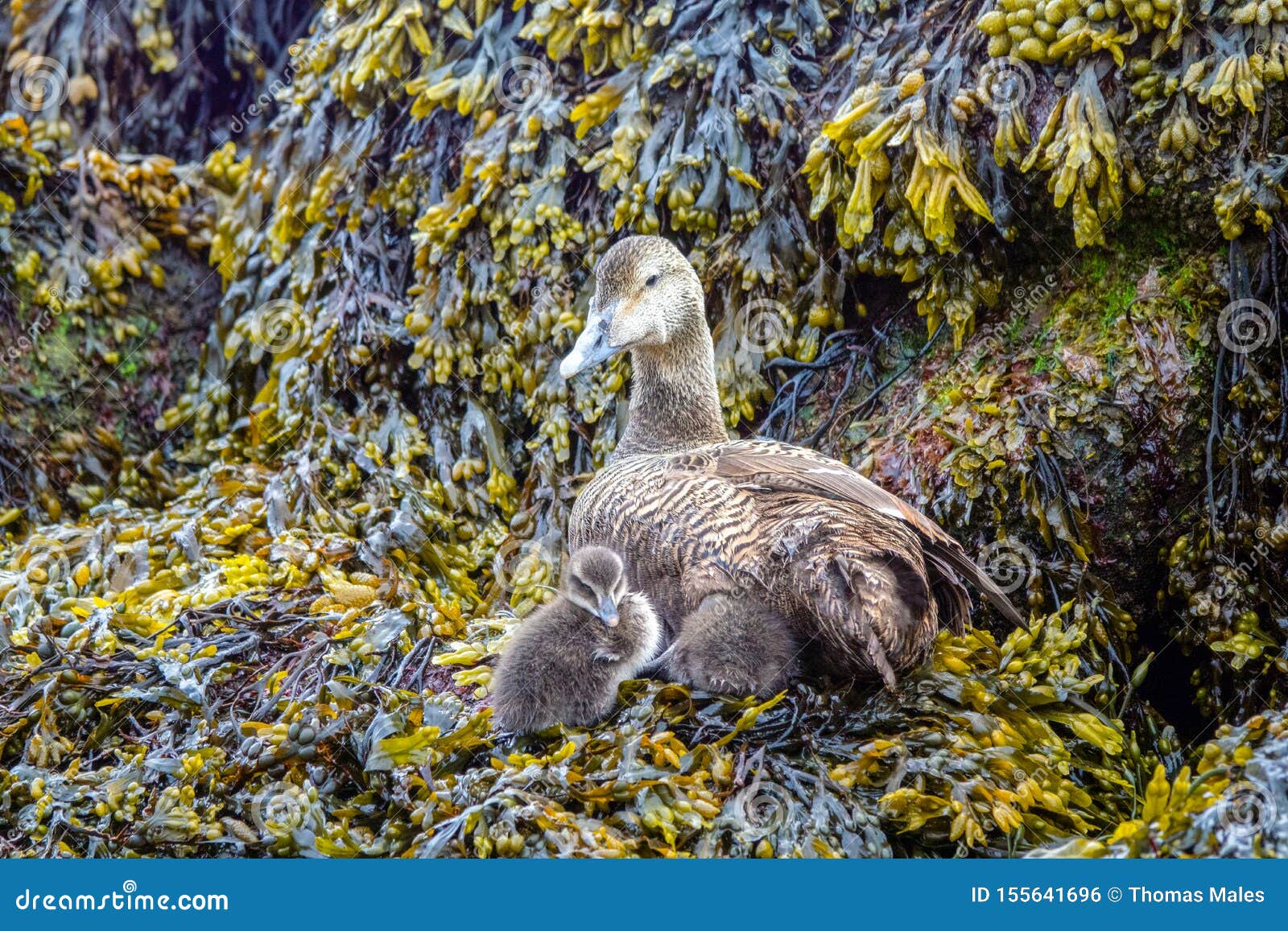 Common Eider stock photo. Image of beak, coast, ocean - 155641696