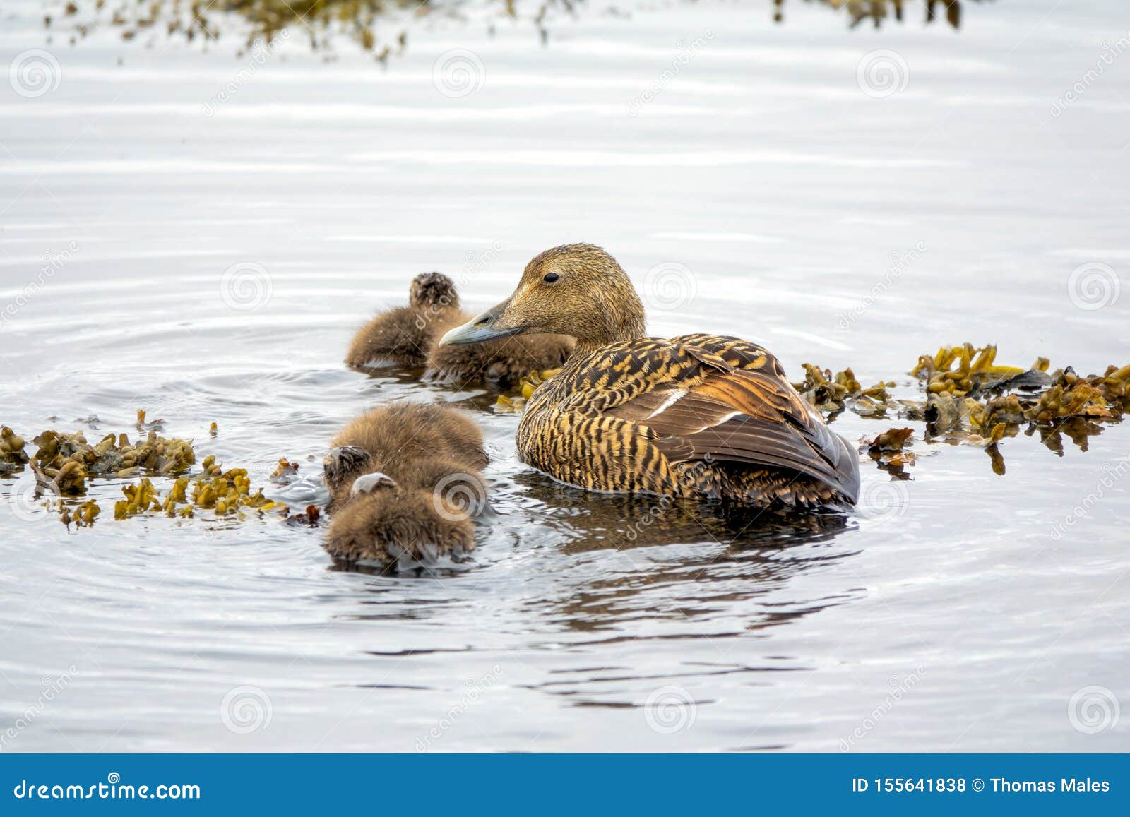 Common Eider stock photo. Image of colorful, nature - 155641838