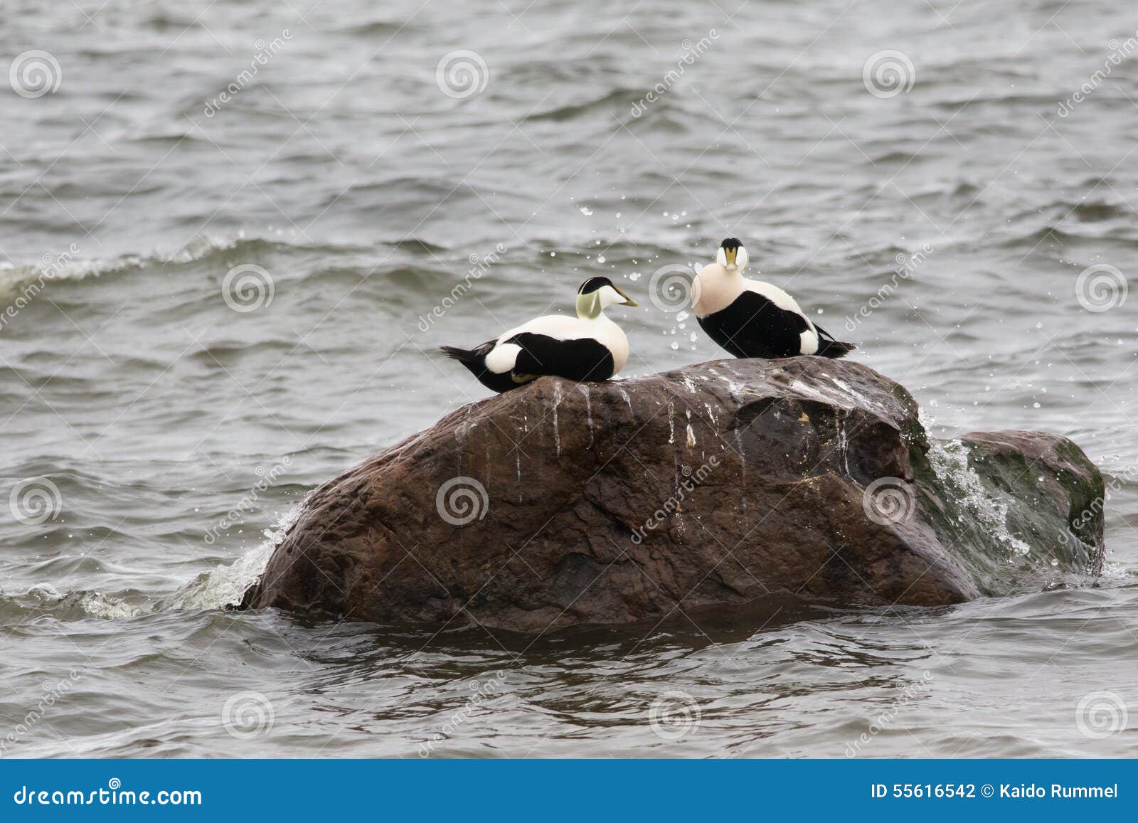 Common Eider stock photo. Image of gulf, shoreline, grey - 55616542