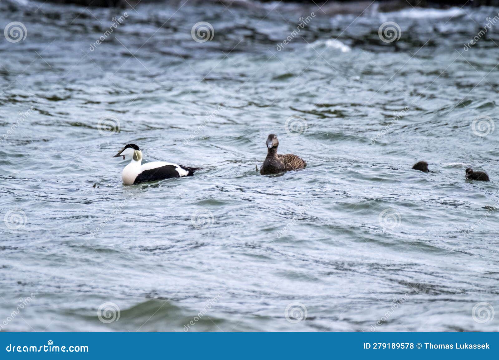 Common Eiders Family Training Their Ducklings on the Atlantic Ocean ...