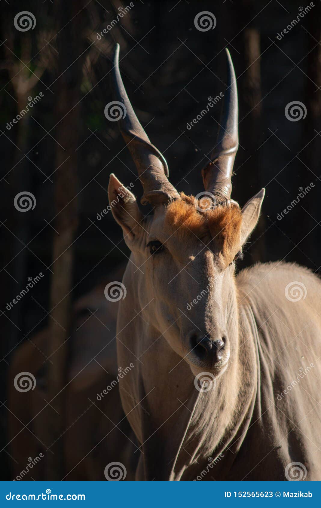 Common Elamd stock image. Image of park, common, nature - 152565623