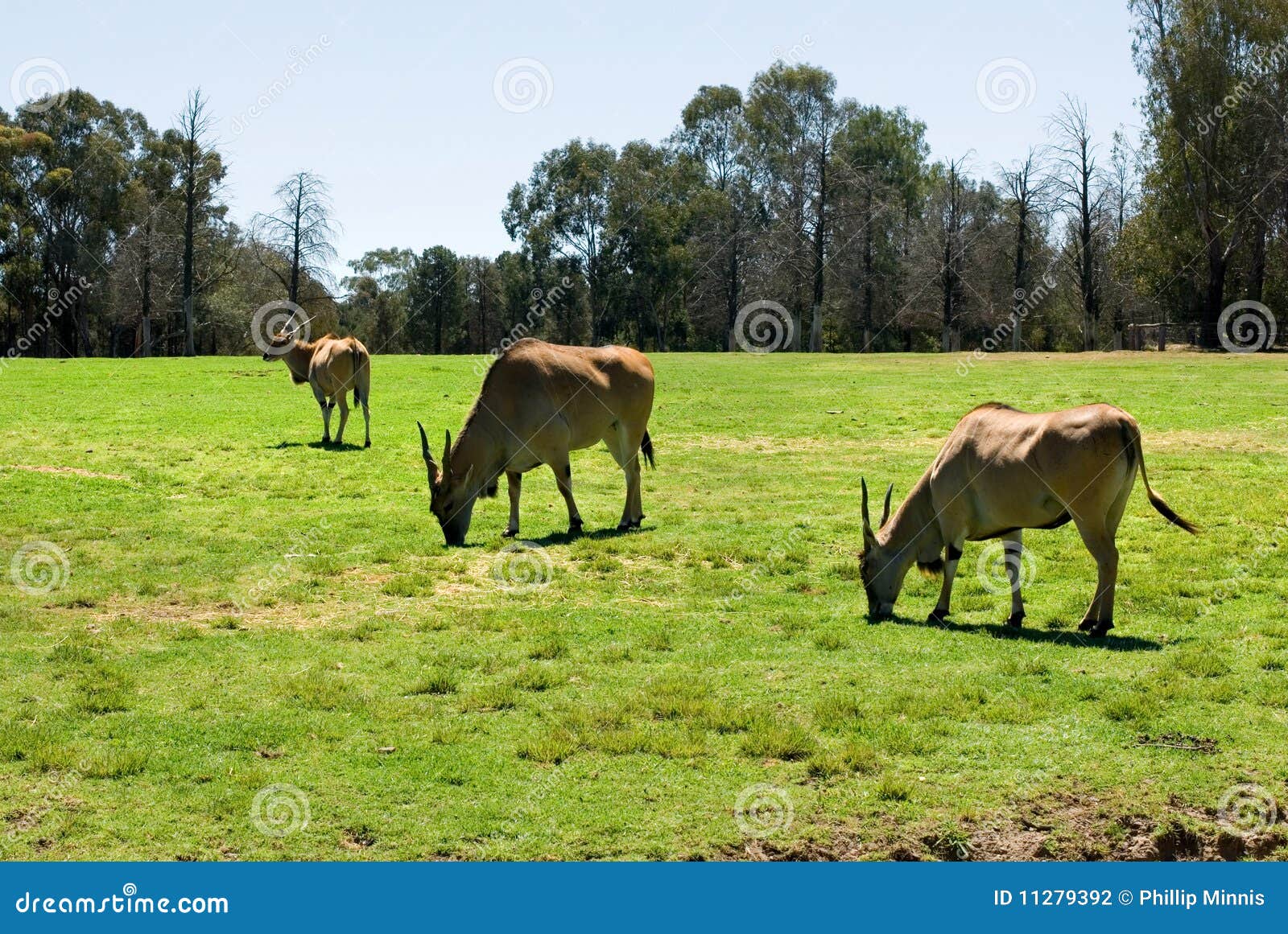 Common Eland stock photo. Image of tail, grass, wild - 11279392