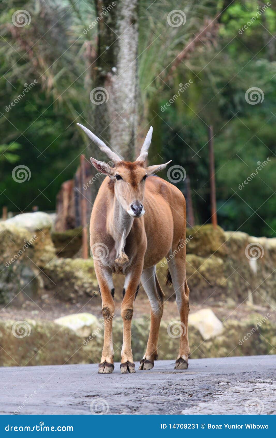 Common Eland stock image. Image of nature, common, african - 14708231