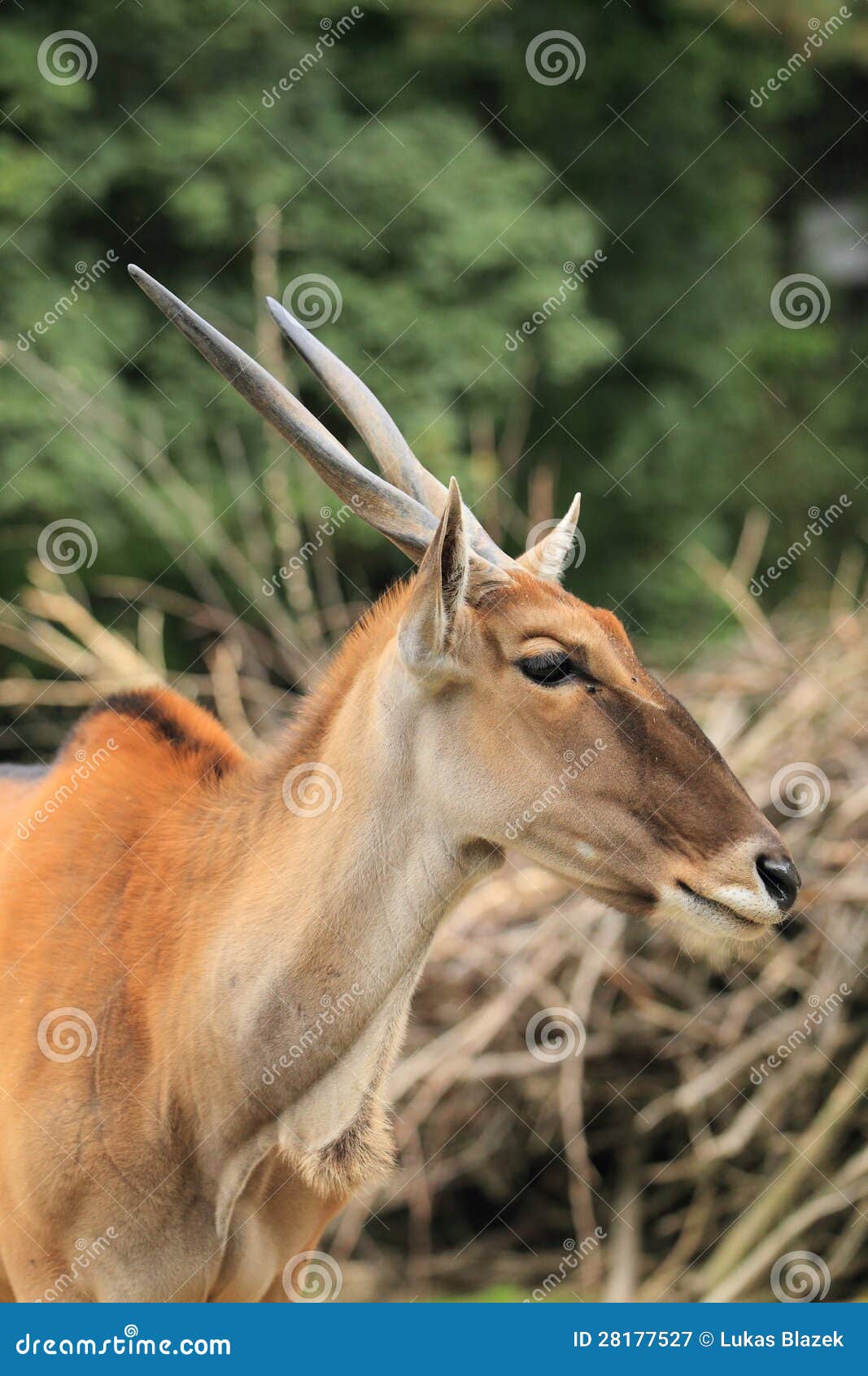 Common eland stock image. Image of mammal, nature, plains - 28177527